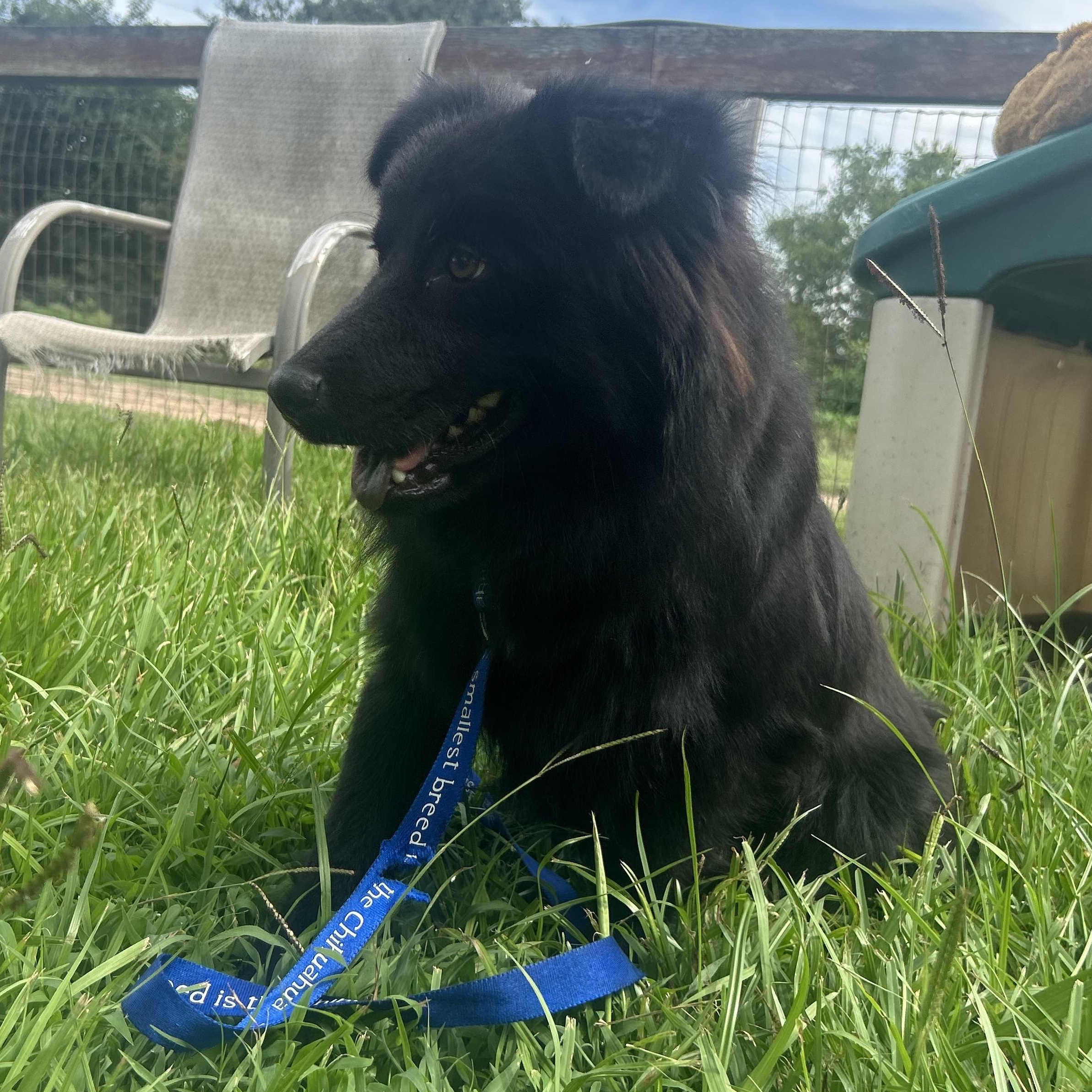 Dog for adoption - Bari, a Chow Chow & Schipperke Mix in Hamburg, PA ...