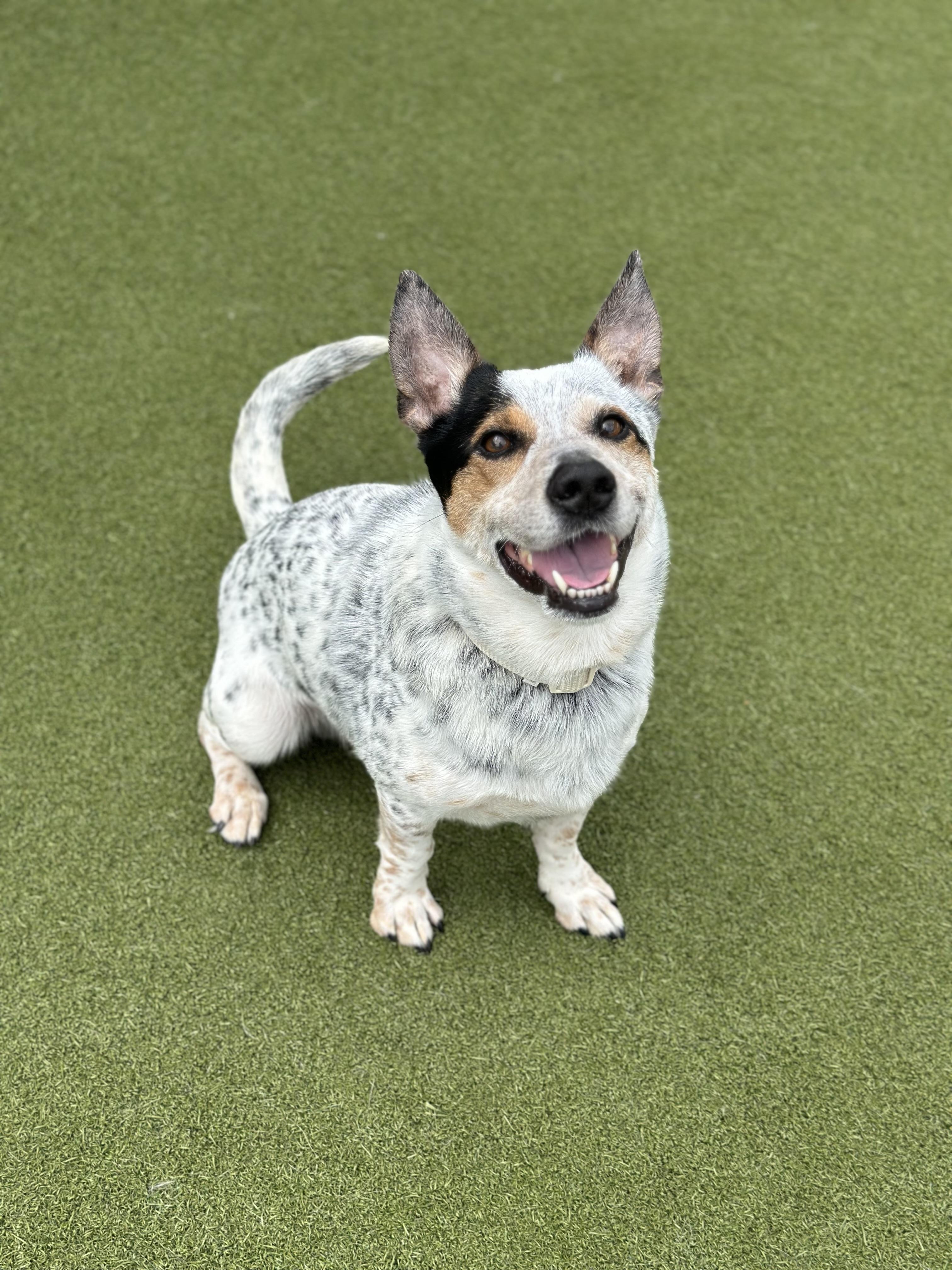 Dog for adoption - Killian, an Australian Cattle Dog / Blue Heeler ...