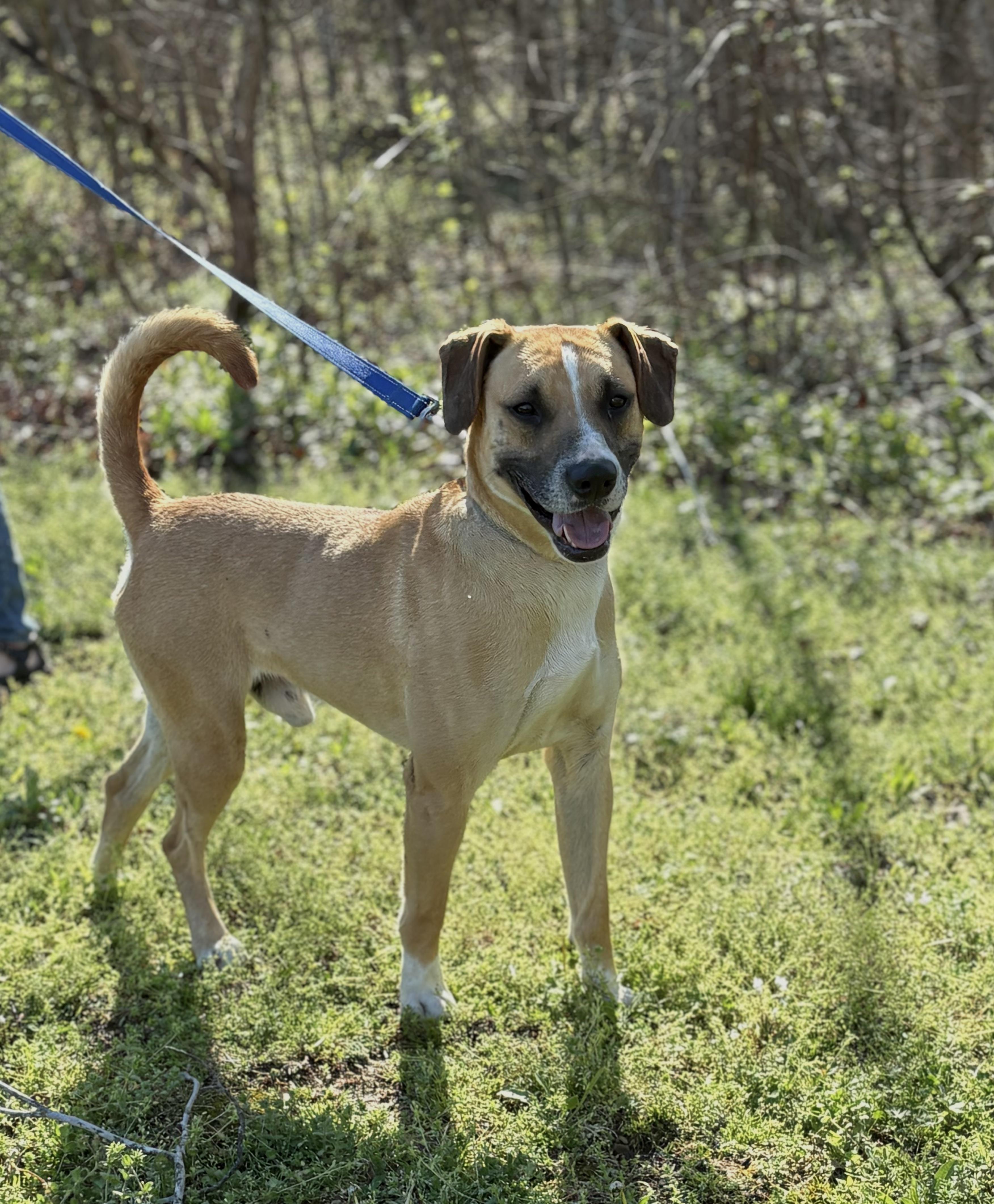 Dog for adoption - Dexter - Transport, a Black Mouth Cur Mix in ...