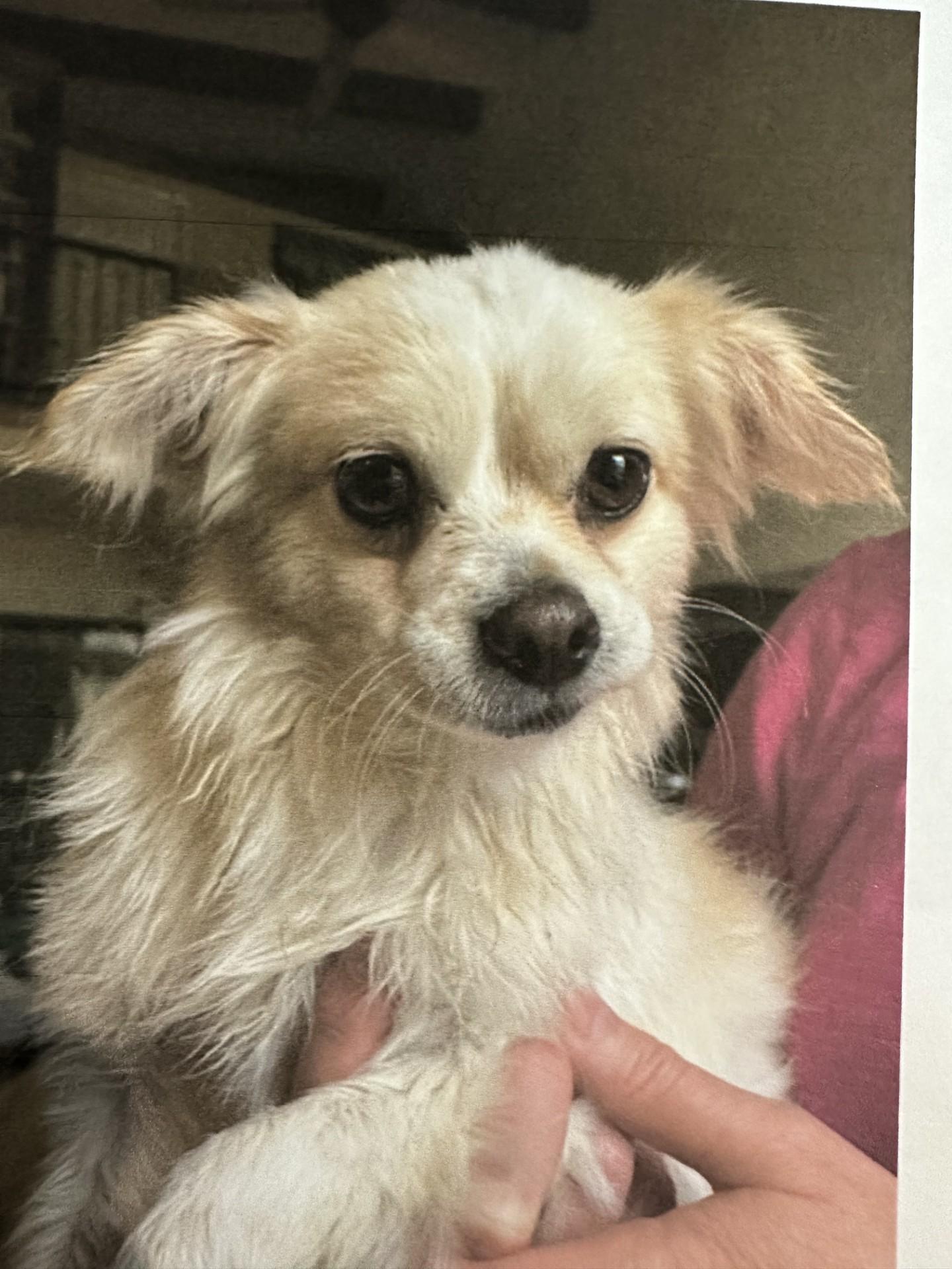 Dog for adoption - BENSON, a Terrier Mix in Fresno, CA | Petfinder