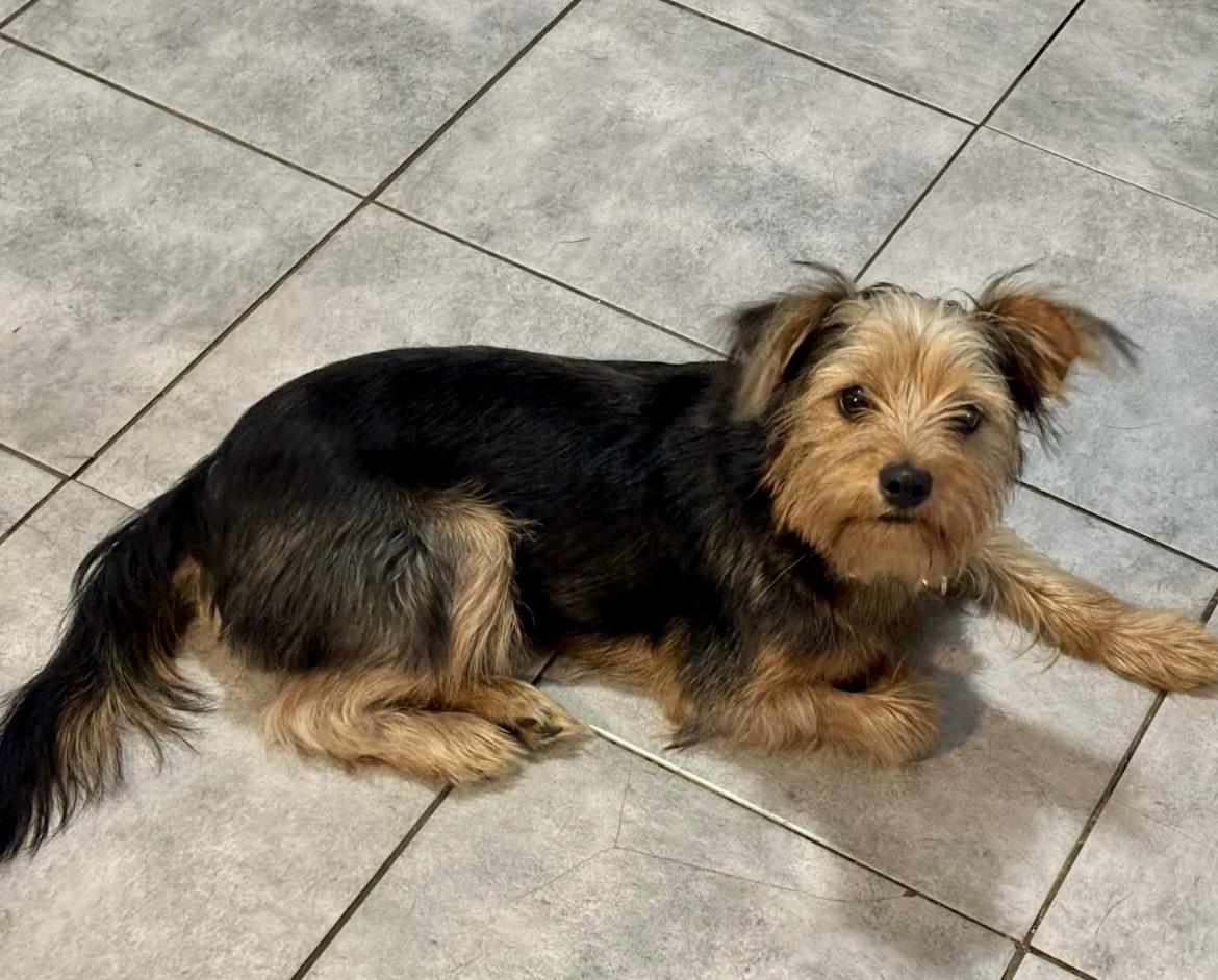 Dog for adoption - HARPER, a Yorkshire Terrier & Scottish Terrier Mix ...