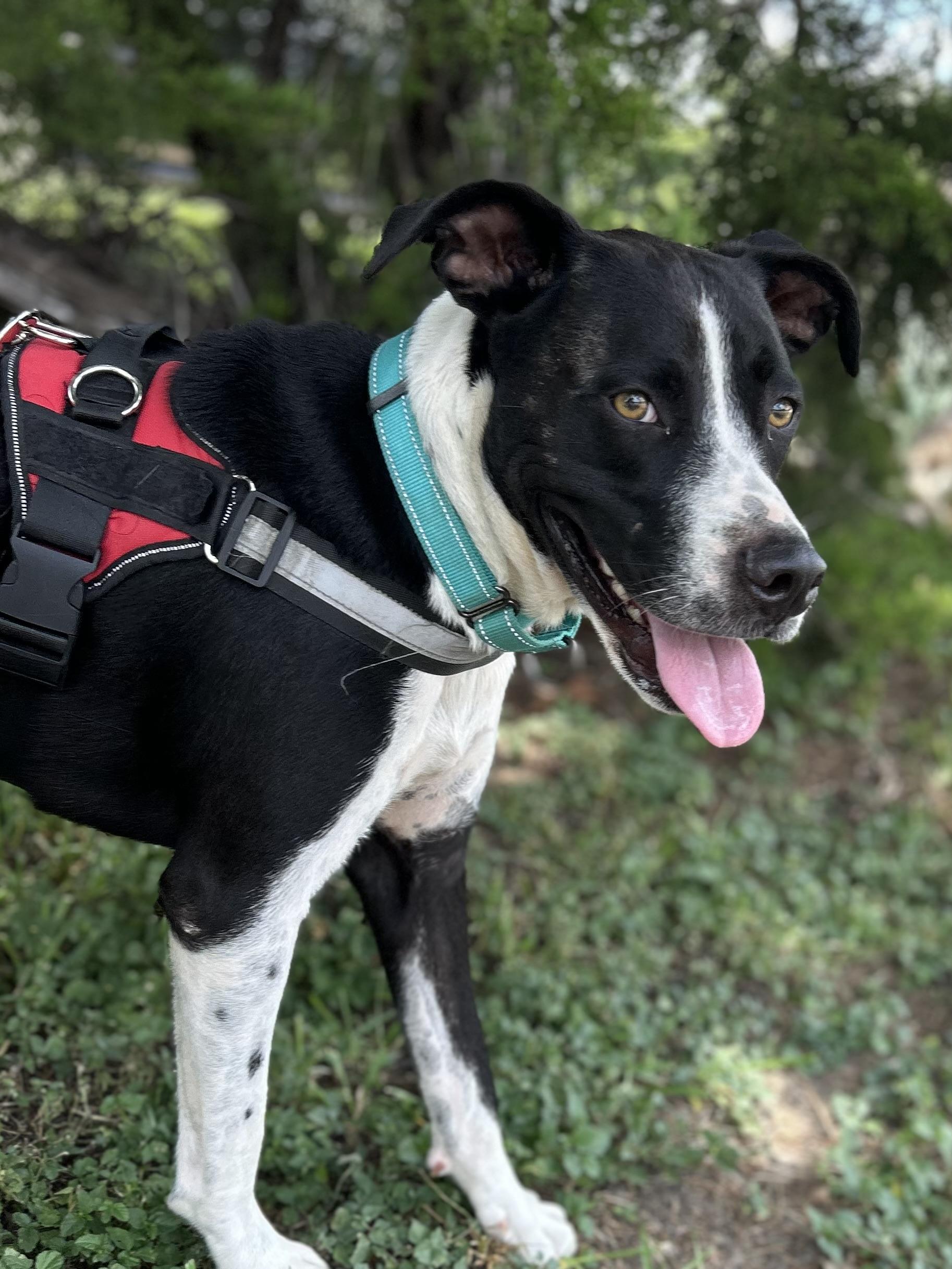 Dog for adoption - Buddy, a Labrador Retriever Mix in Federal Way, WA ...
