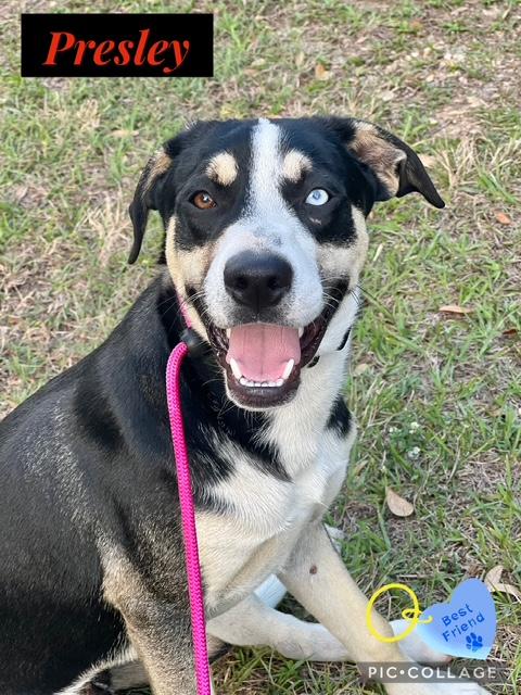 Dog for adoption - Presley, a Husky & Hound Mix in Londonderry, NH ...
