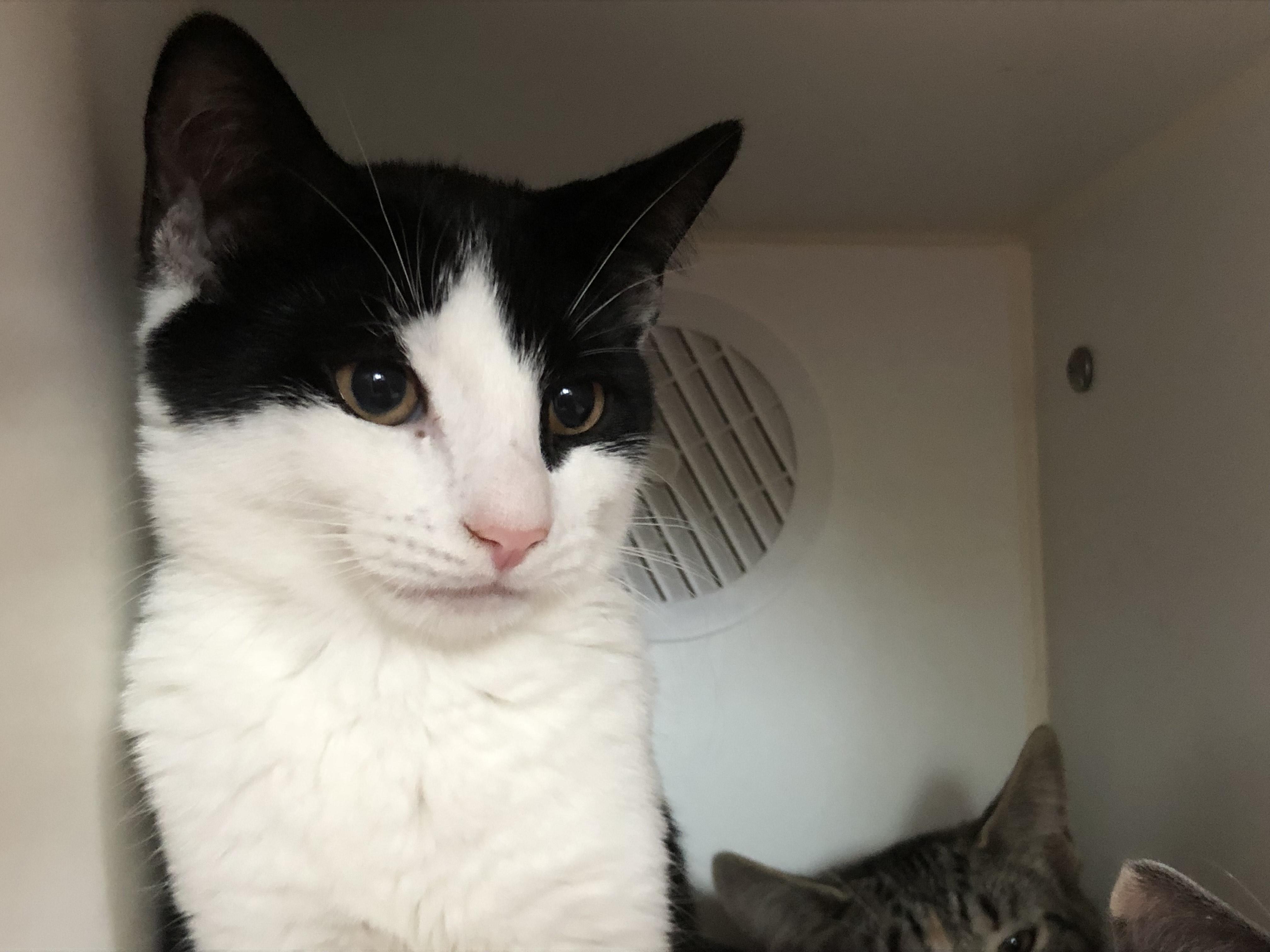 Cat for adoption - Trapper Keeper, a Domestic Short Hair in Salisbury ...