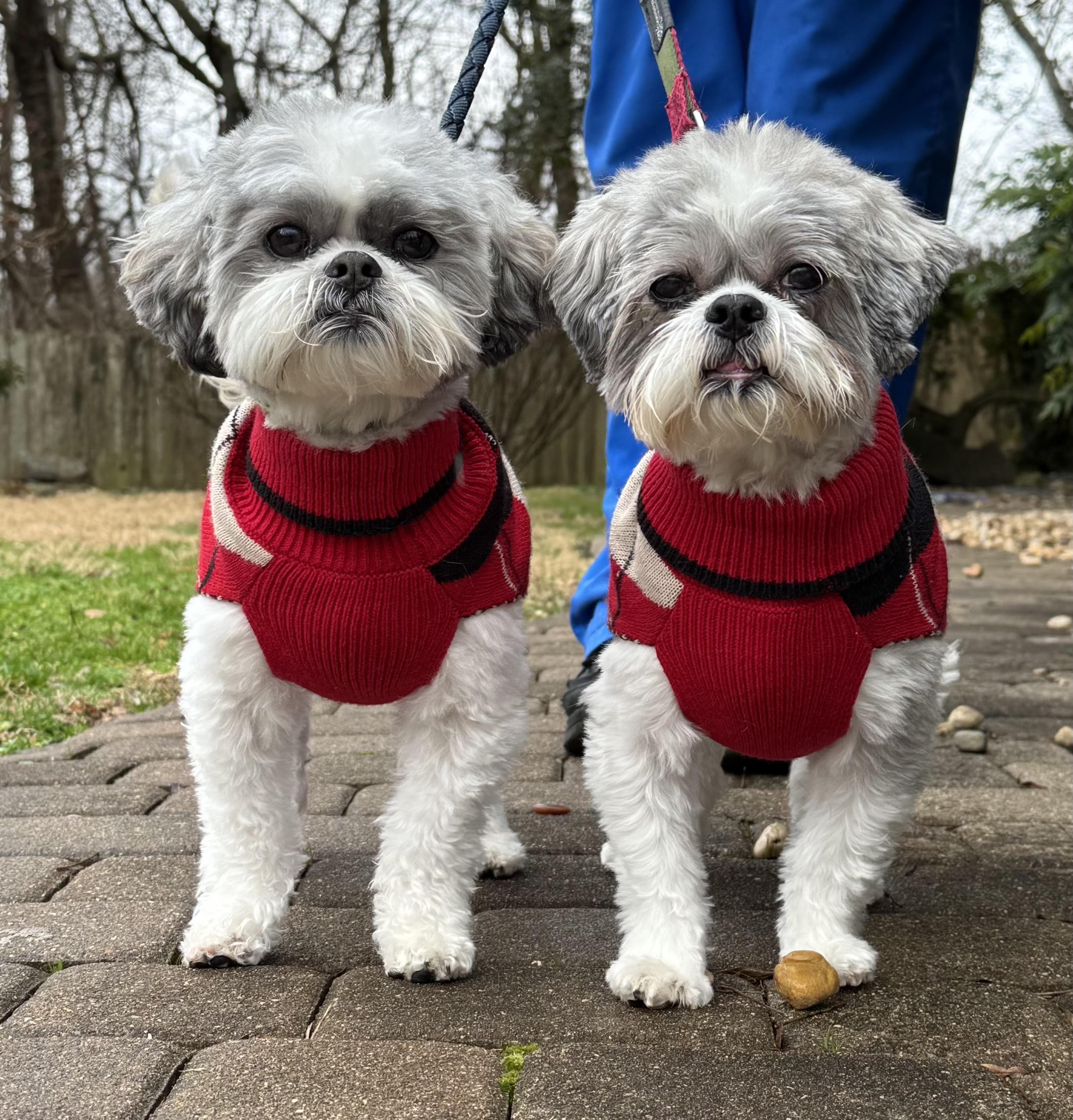 Dog for adoption - Bentley and Bo Bear, a Shih Tzu in Franklin, TN ...