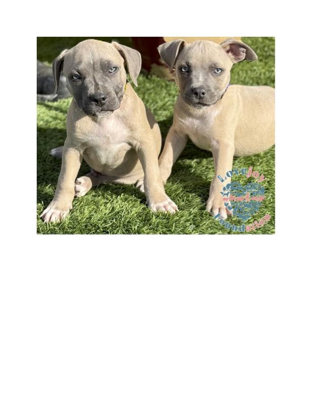 Dog for adoption - COH Loki Blu Litter, a Pit Bull Terrier Mix in ...