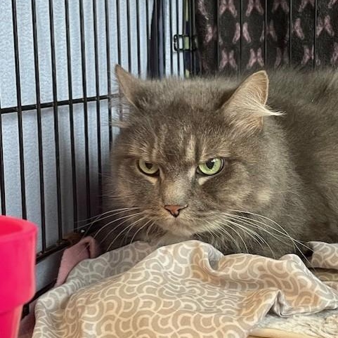 Cat for adoption - Lady, a Domestic Long Hair in Attleboro, MA | Petfinder