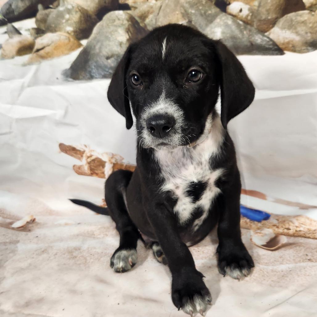 Dog for adoption - Toby JuM, a Dalmatian & Spaniel Mix in Hartford, CT ...