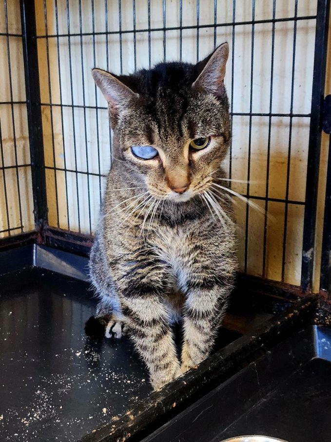 Cat for adoption - Cy, a Tabby in Perth Amboy, NJ | Petfinder