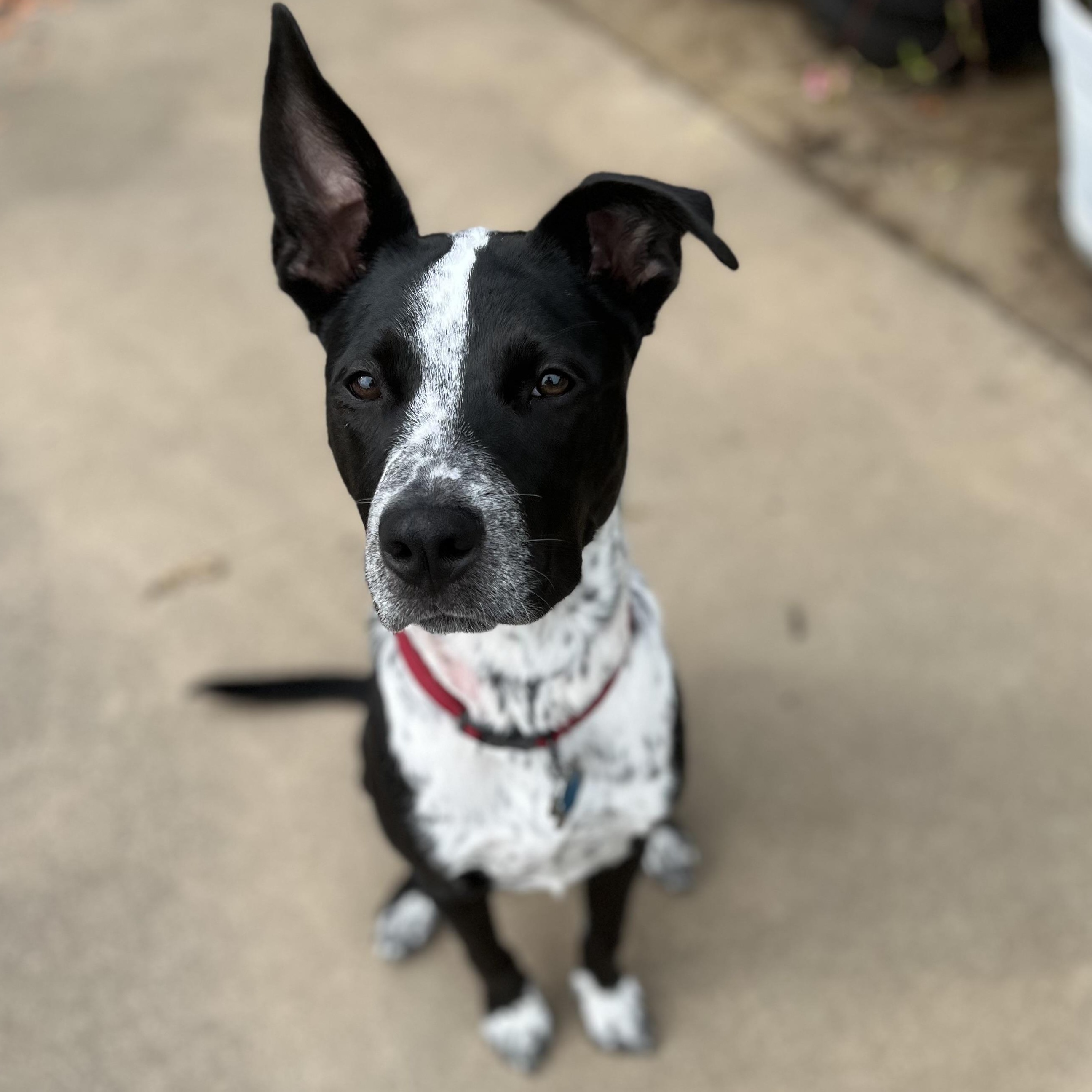 Dog for adoption - Bingo, an Australian Cattle Dog / Blue Heeler Mix in ...