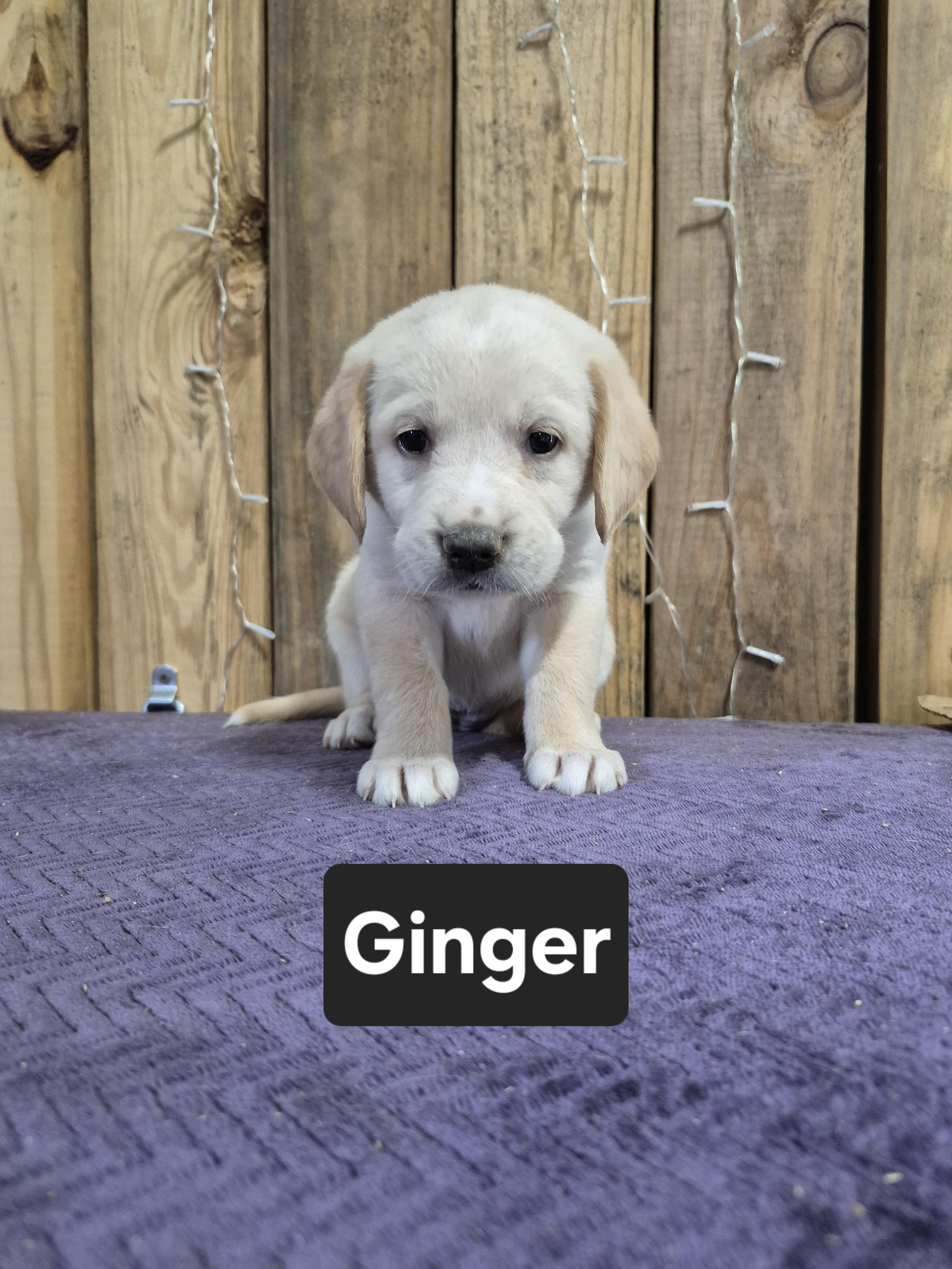 Dog for adoption - Ginger (black collar), a Labrador Retriever ...