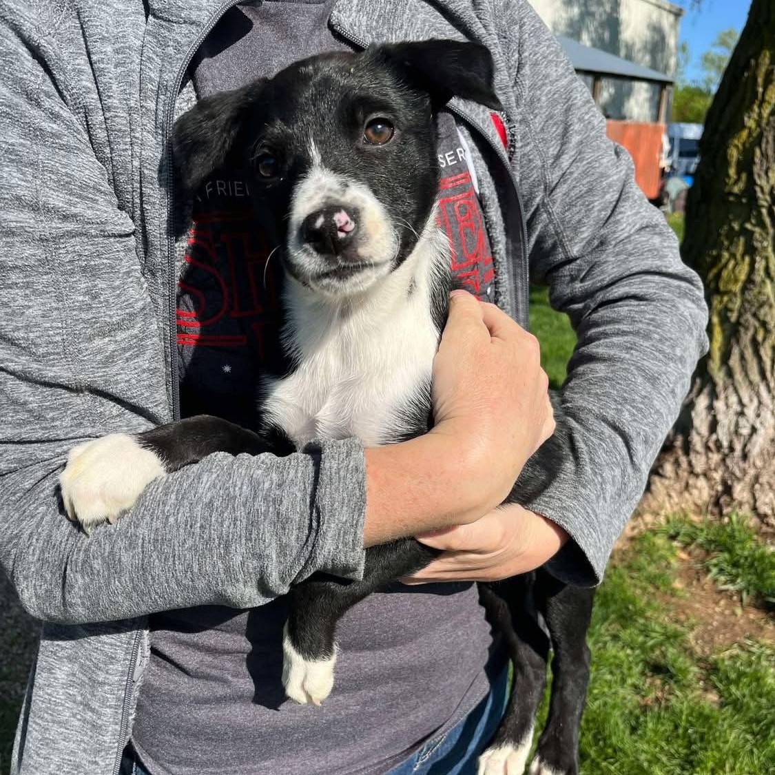 Dog for adoption - Butler, a Mixed Breed in Elyria, OH | Petfinder