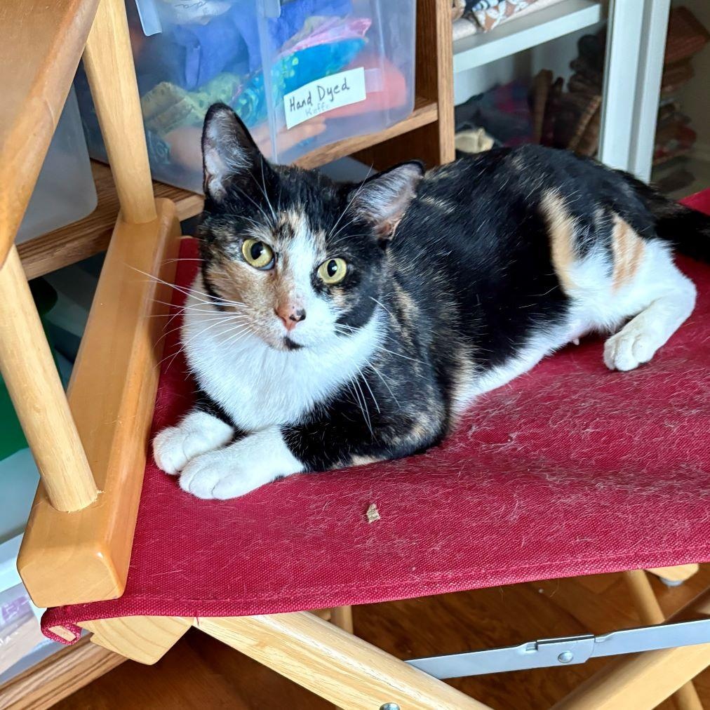 Cat for adoption - Rosie, a Calico & Domestic Short Hair Mix in Tulsa ...