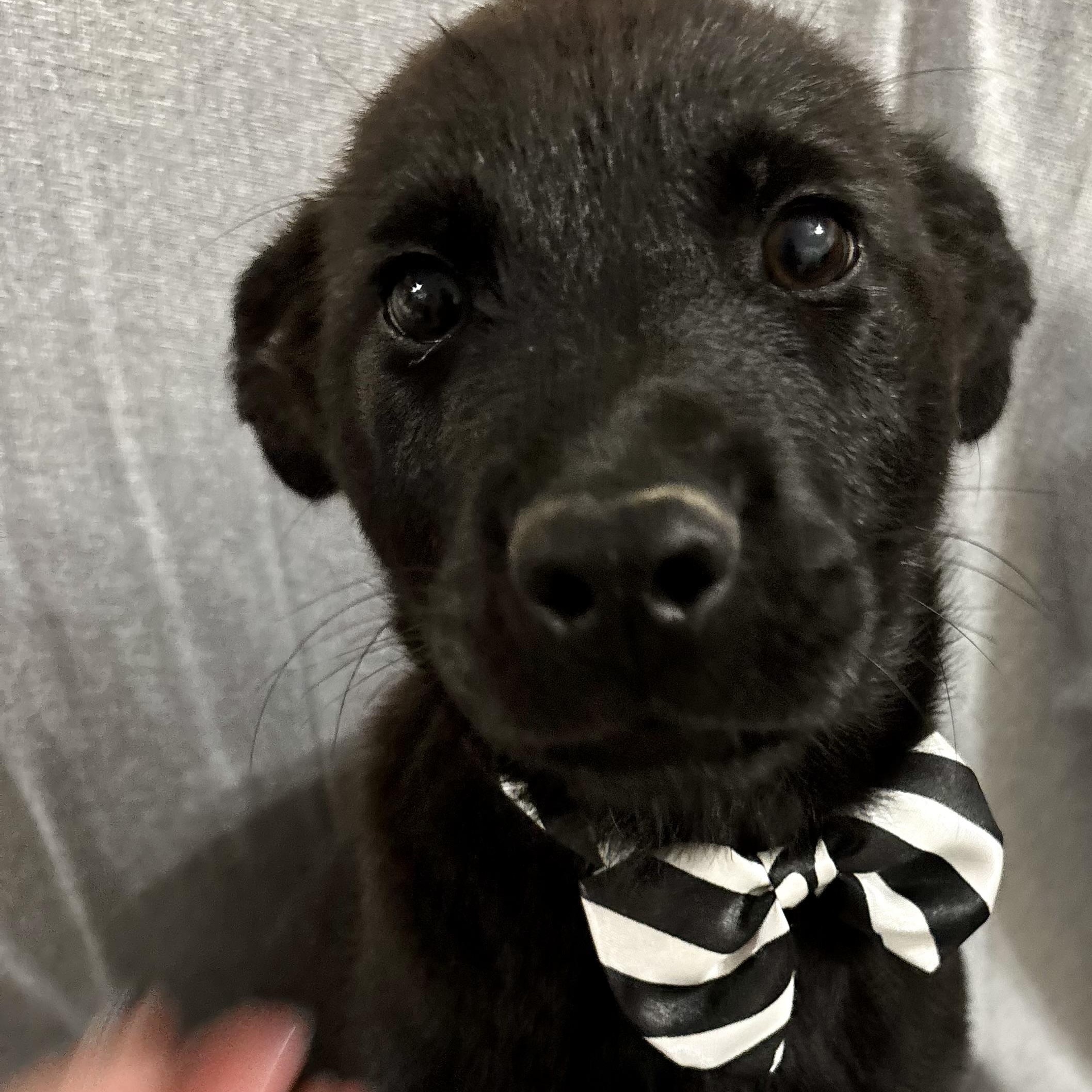 Dog for adoption - Simba, sweet and cuddly!, a Black Labrador Retriever ...
