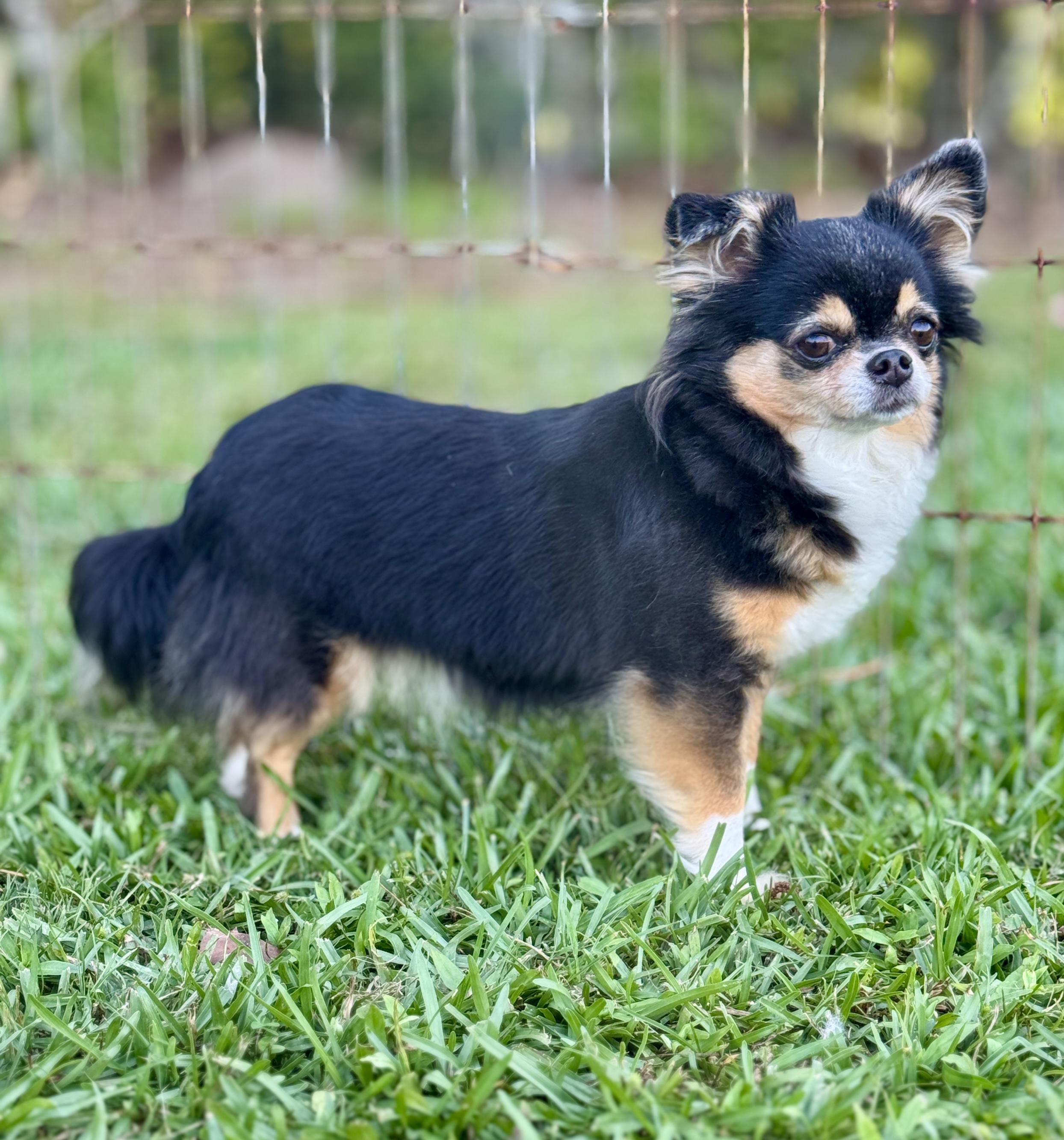 Dog for adoption - Chelsea ~ 5 lbs, a Chihuahua in Harrisburg, PA ...