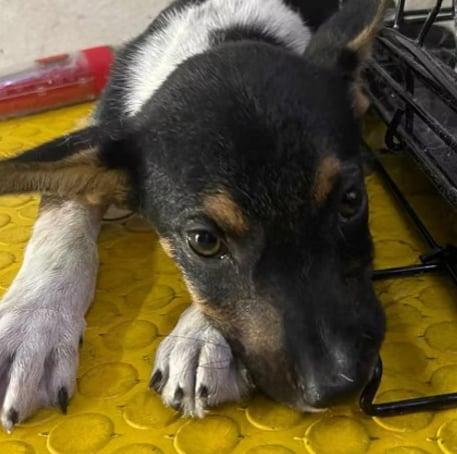 Dog for adoption - Bitsy, a Mixed Breed in EL COLORADO, JAL | Petfinder