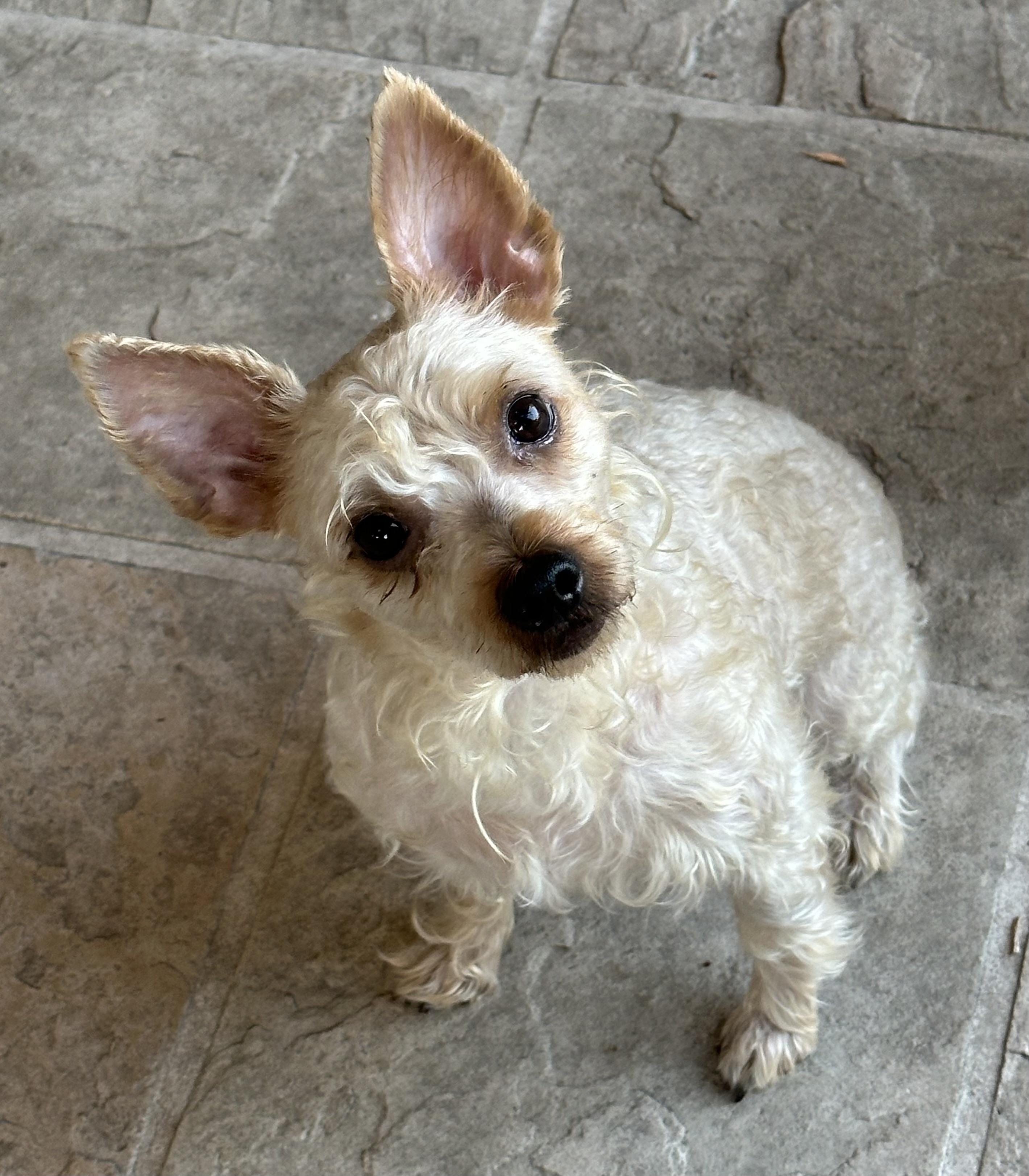 Dog for adoption - Bandit, a Yorkie Poo & Poodle Mix in Fremont, CA ...
