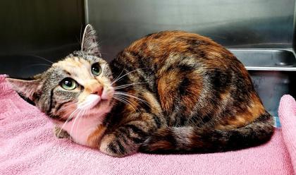 Cat for adoption - Cassie, a Domestic Short Hair & Torbie Mix in ...