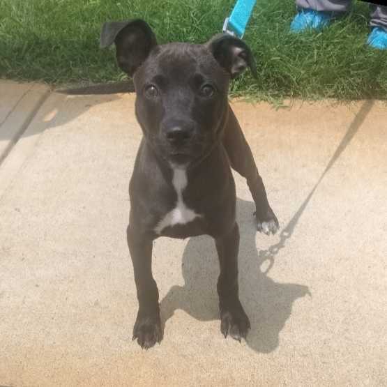 Dog for adoption - Weezy, a Mixed Breed in Canal Winchester, OH | Petfinder