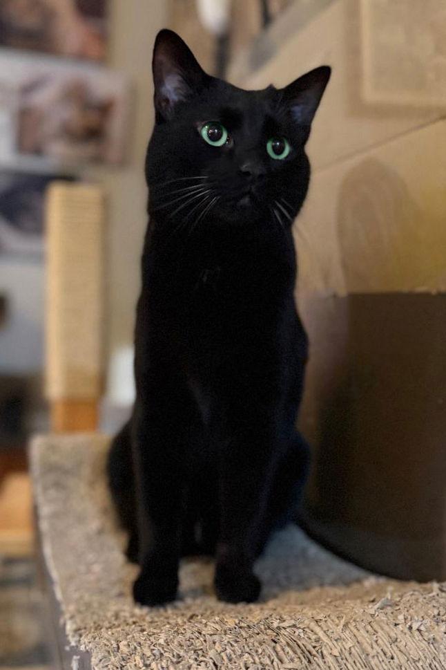 Adopt Trent in Buford | Domestic Short Hair cat | Buddy