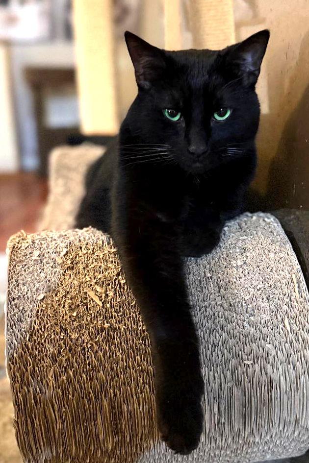 Adopt Trent in Buford | Domestic Short Hair cat | Buddy