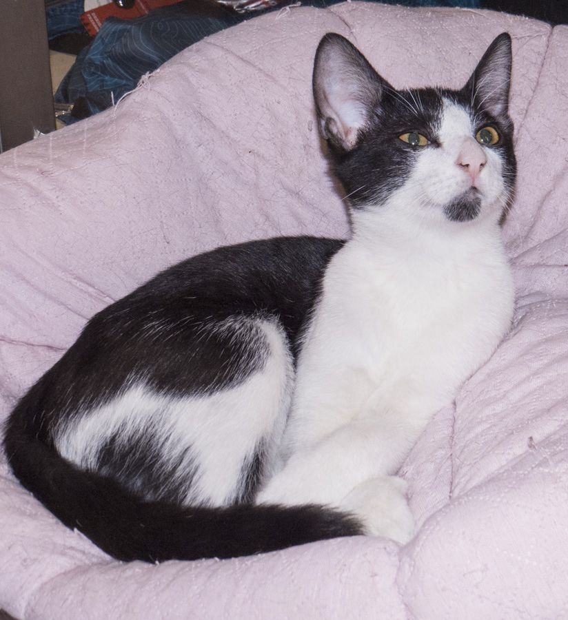 Cat for adoption - Peter, a Domestic Short Hair in Paramus, NJ | Petfinder