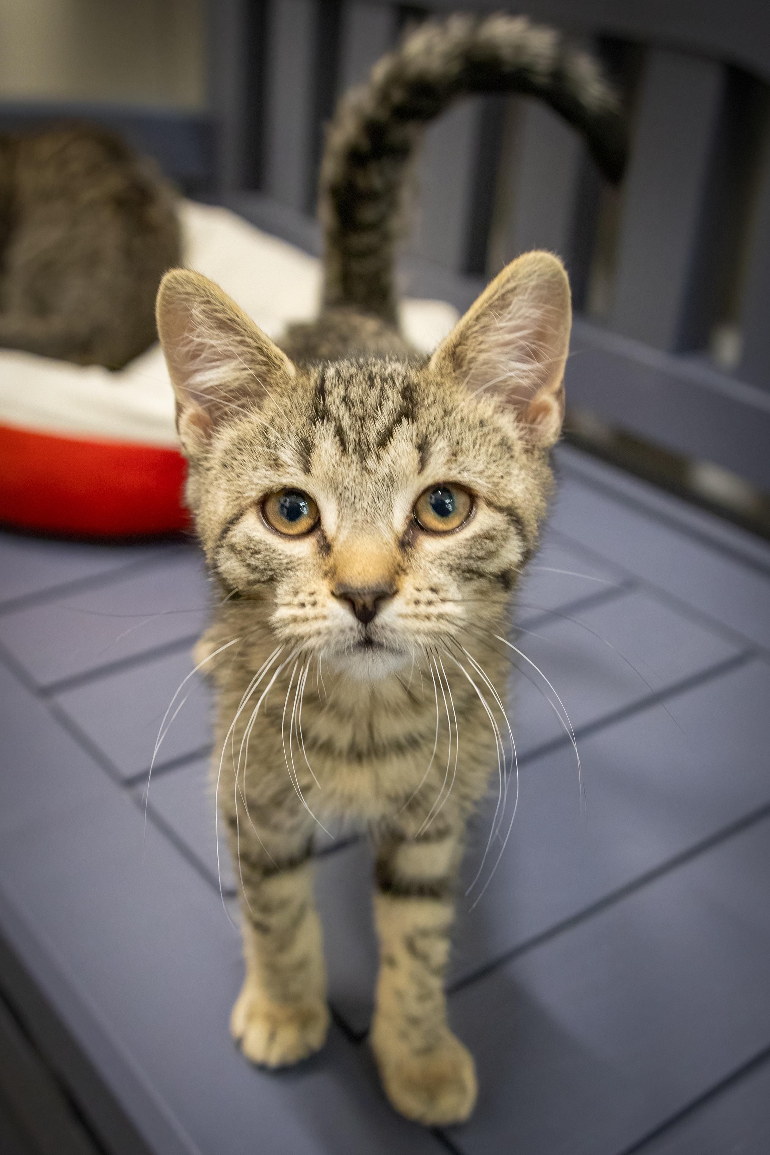 Cat for adoption - Milan (FCID# 10/20/2025 - 50 Brookhaven PS) KC, a ...