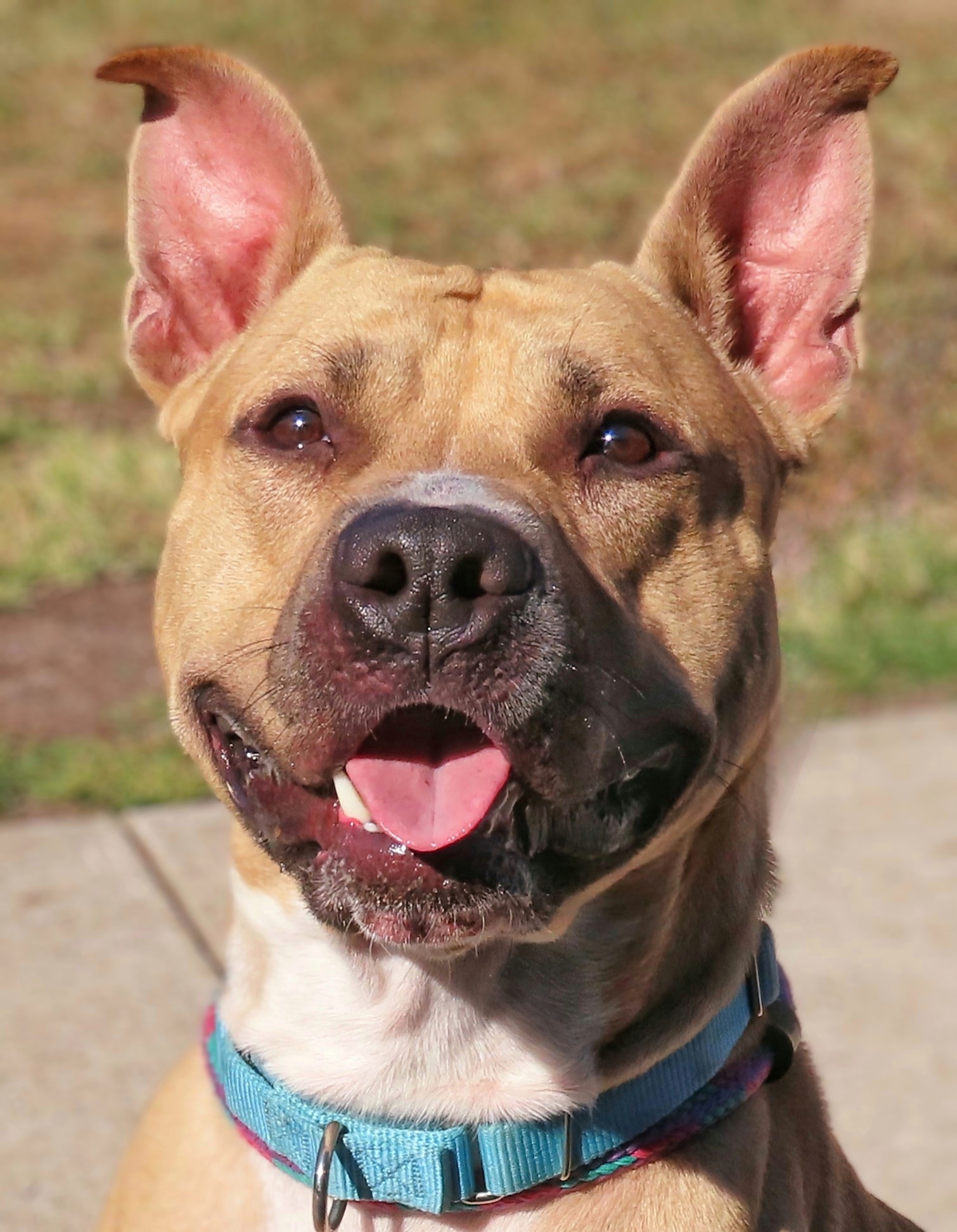 Dog for adoption - 24-342 Freddie, a Pit Bull Terrier in Amityville, NY | Petfinder