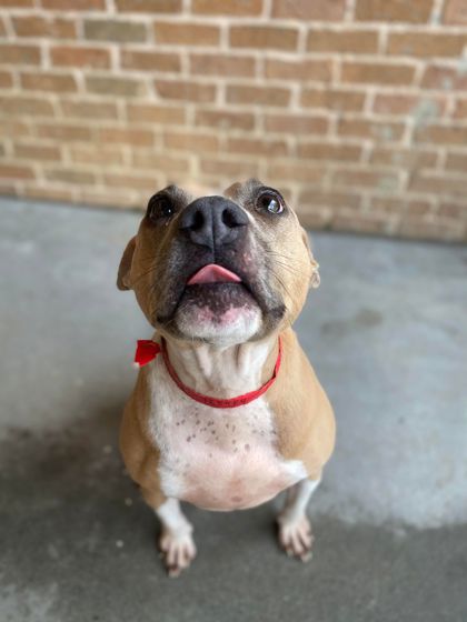 Dog for adoption - Bella (147084) (In a Foster Home), a Pit Bull ...