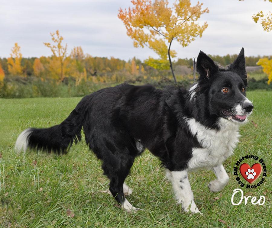 Dog for adoption - Oreo, a Border Collie in Joliet, IL | Petfinder