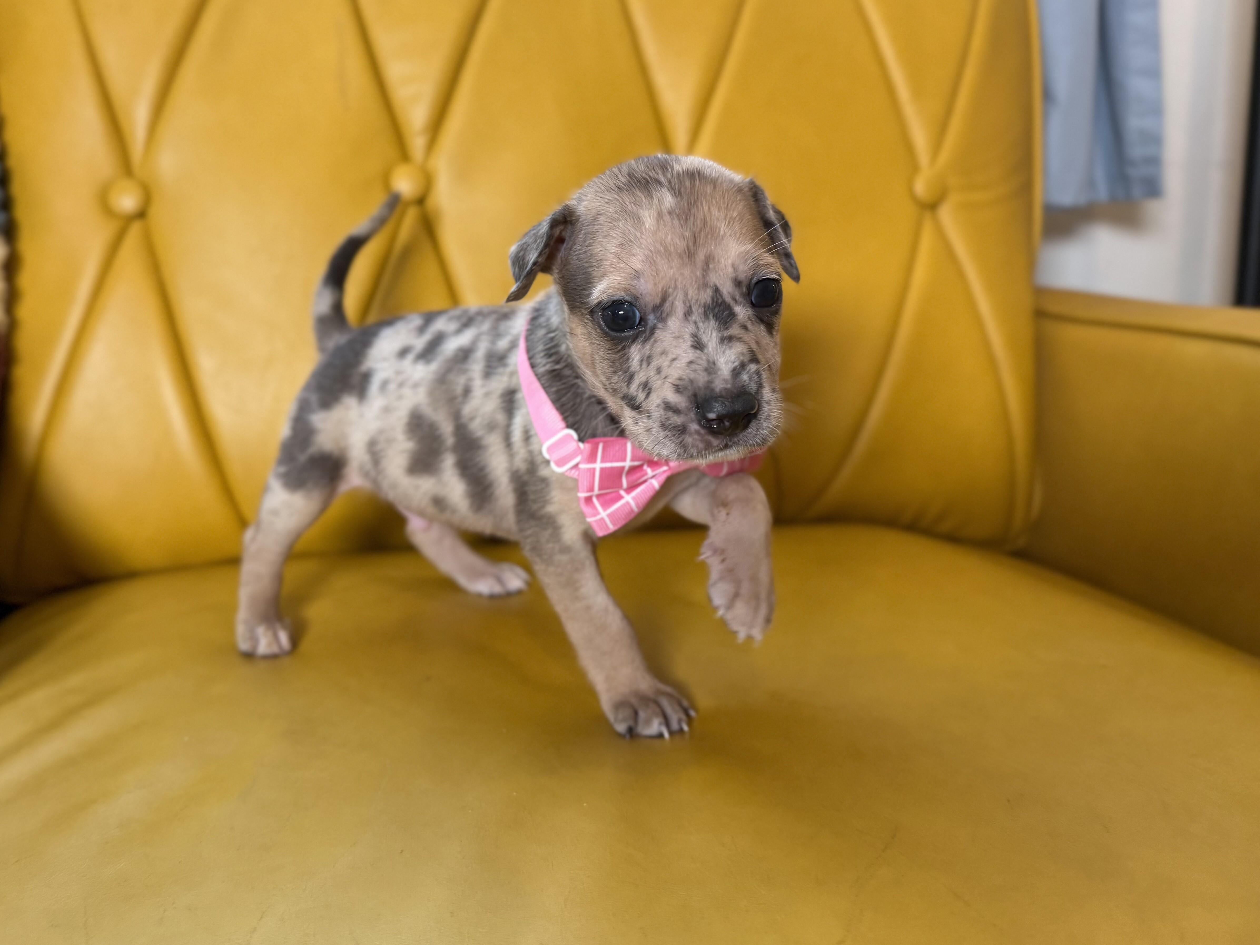 Dog for adoption - Pro Zack Med, a Black Mouth Cur & Pit Bull Terrier ...