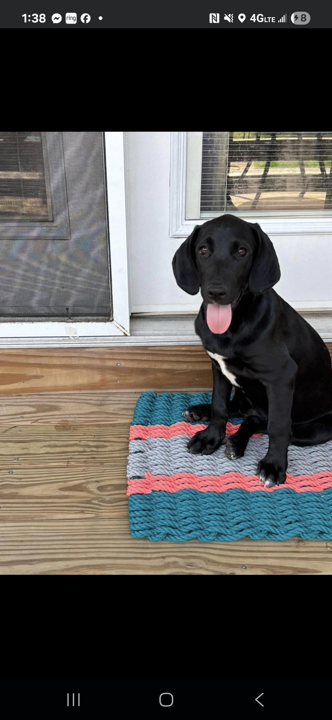 Dog for adoption - Willie (Orange collar), a Black Labrador Retriever ...