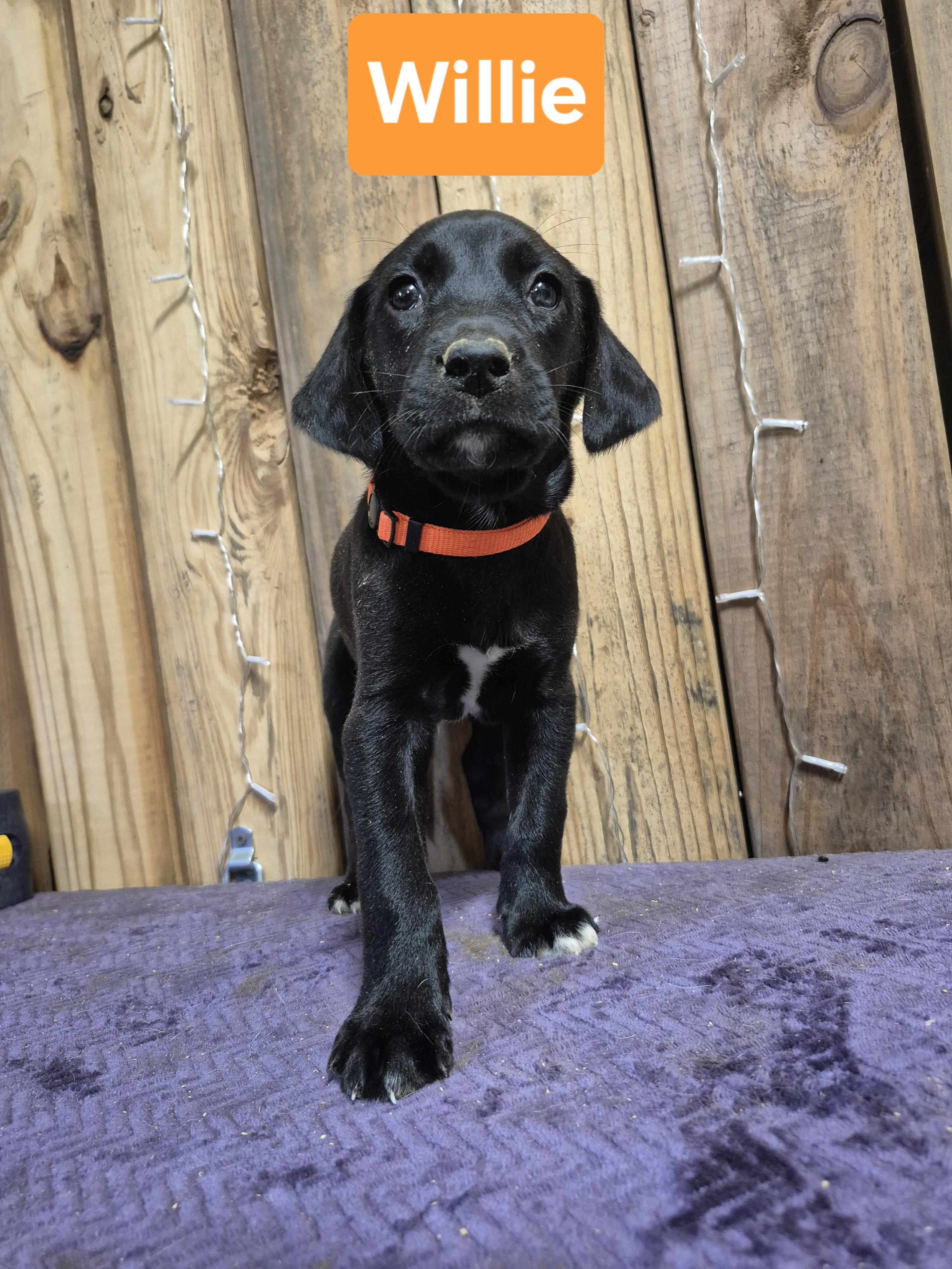 Dog for adoption - Willie (Orange collar), a Black Labrador Retriever ...