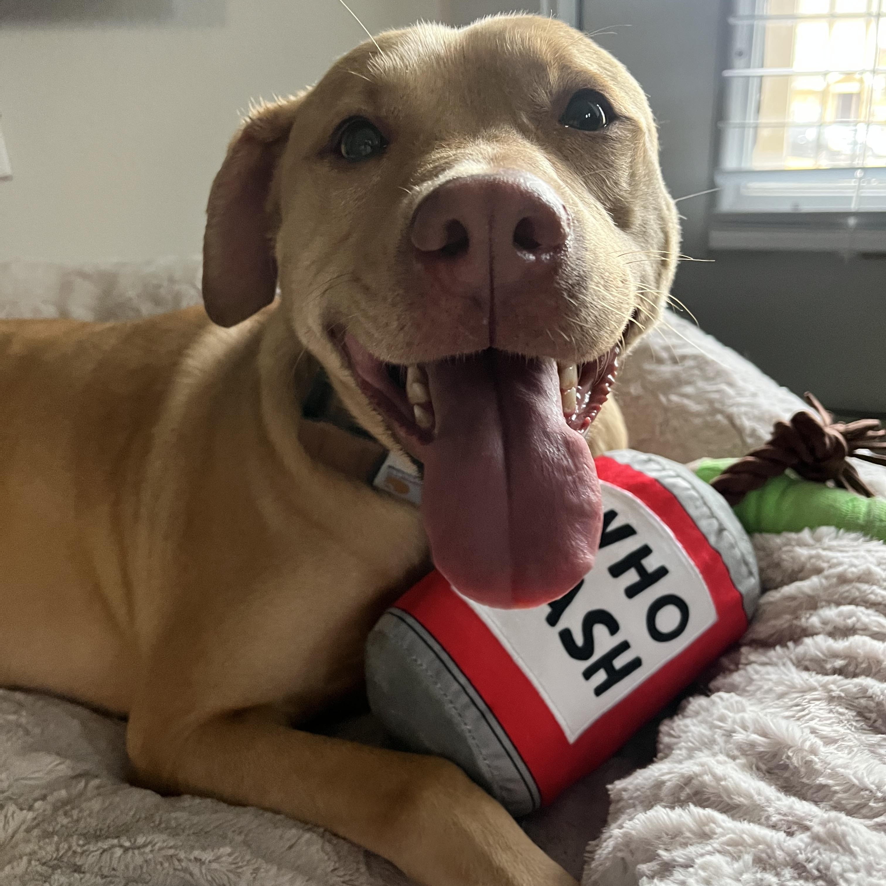 Dog for adoption - Boomer, a Labrador Retriever Mix in Oklahoma City ...