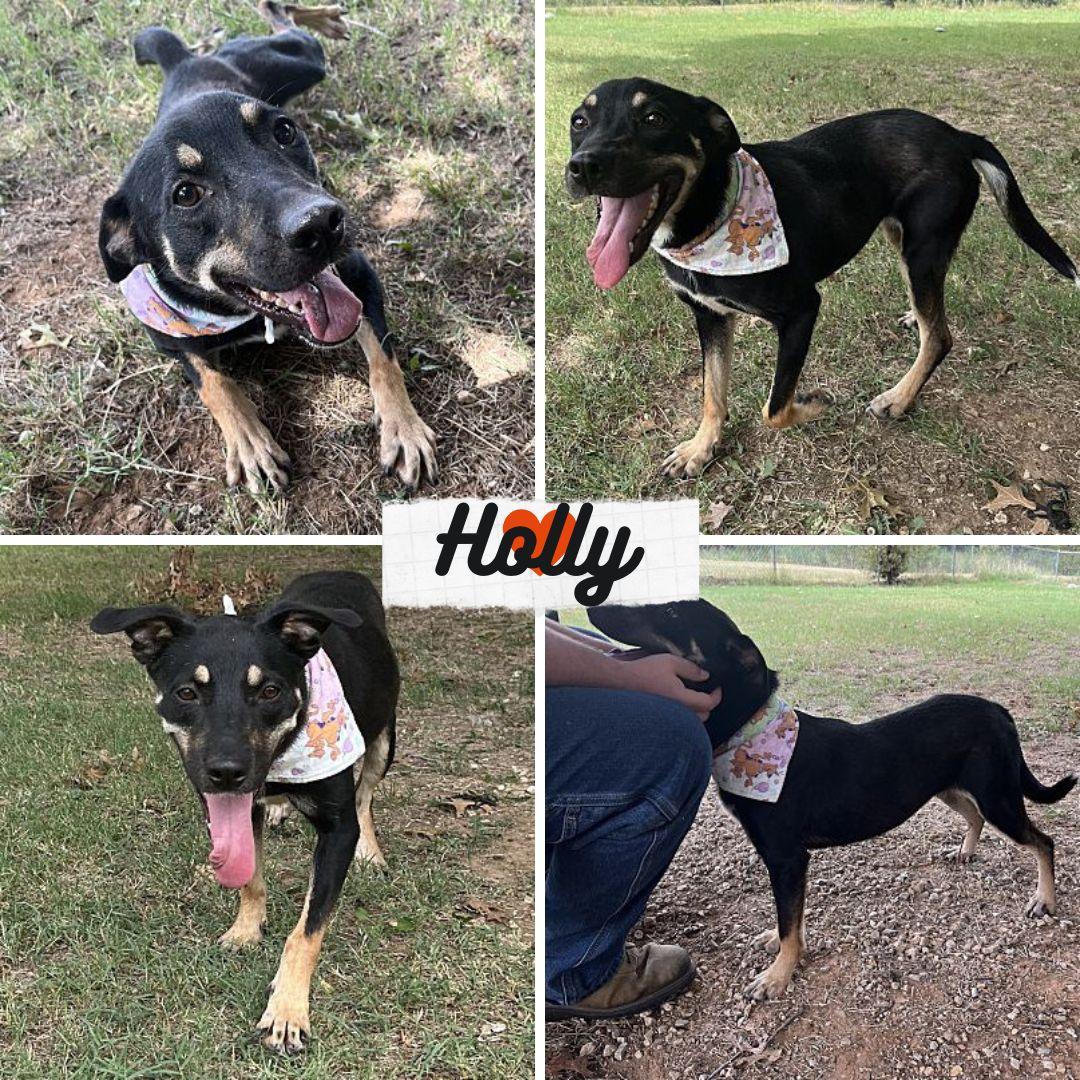 Dog for adoption - Holly, a Shepherd & Labrador Retriever Mix in Columbus, OH | Petfinder