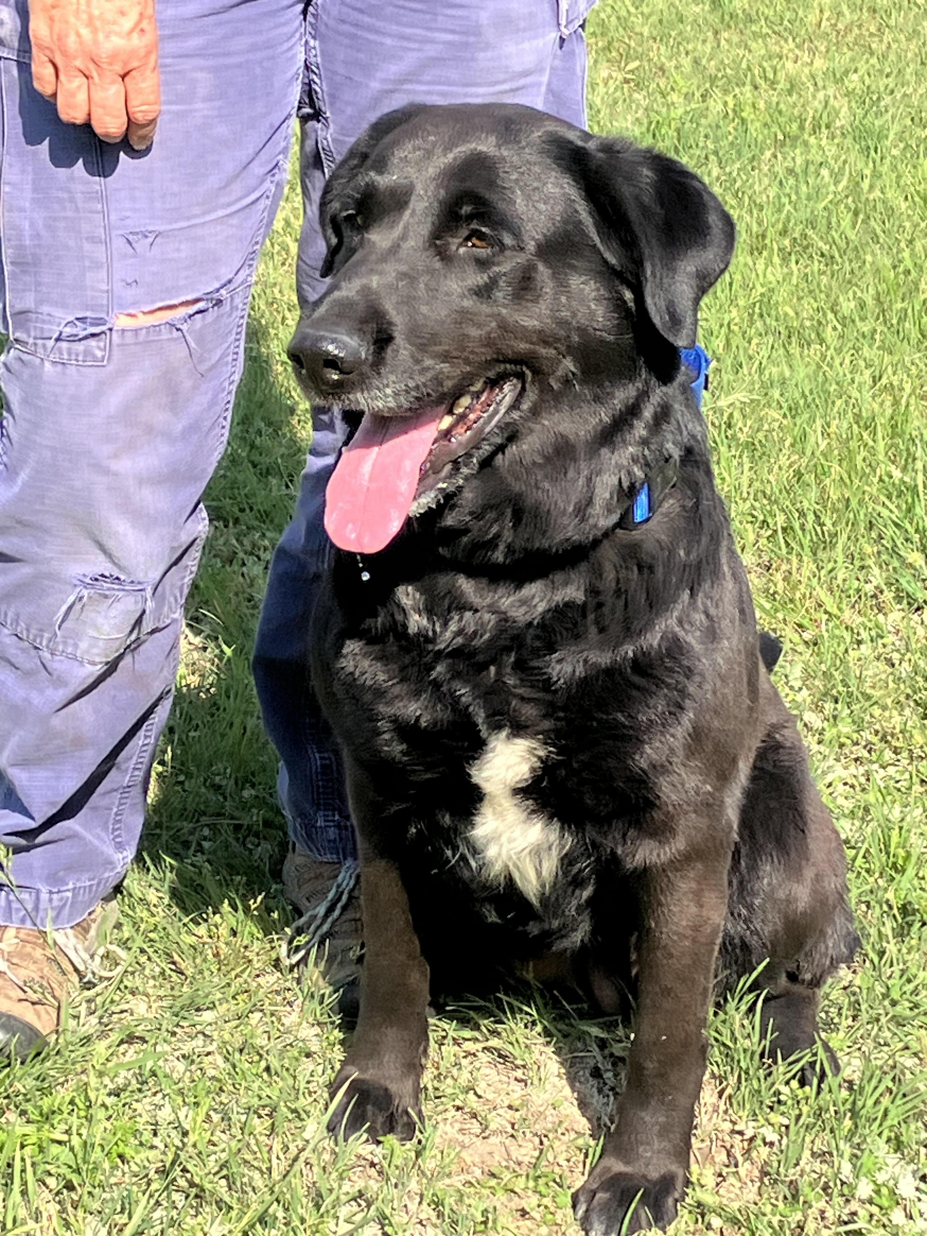 Dog for adoption - COCO-Cute and Cuddly, a Black Labrador Retriever Mix ...