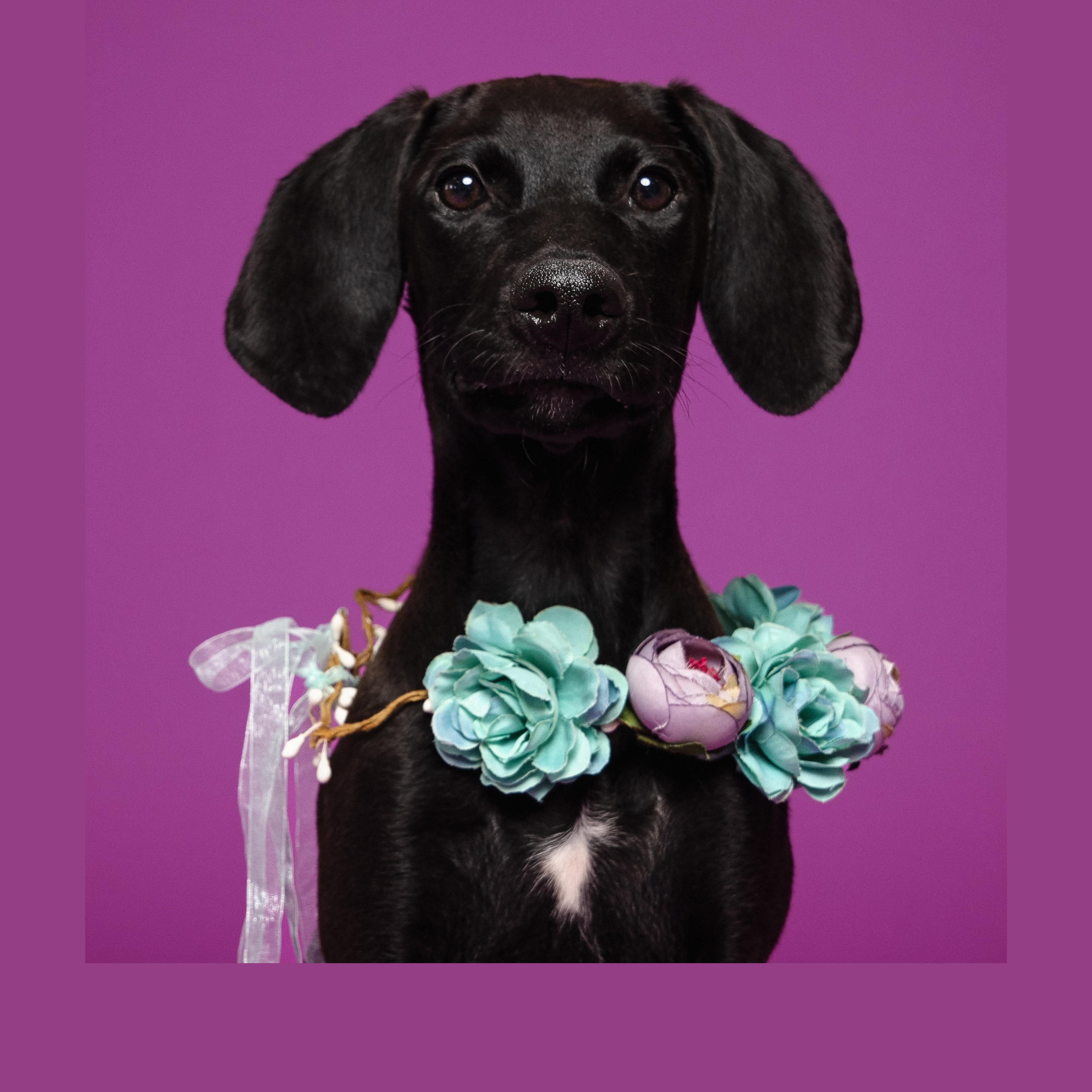 Dog for adoption - Tallulah, a Chiweenie & Black Labrador Retriever Mix ...