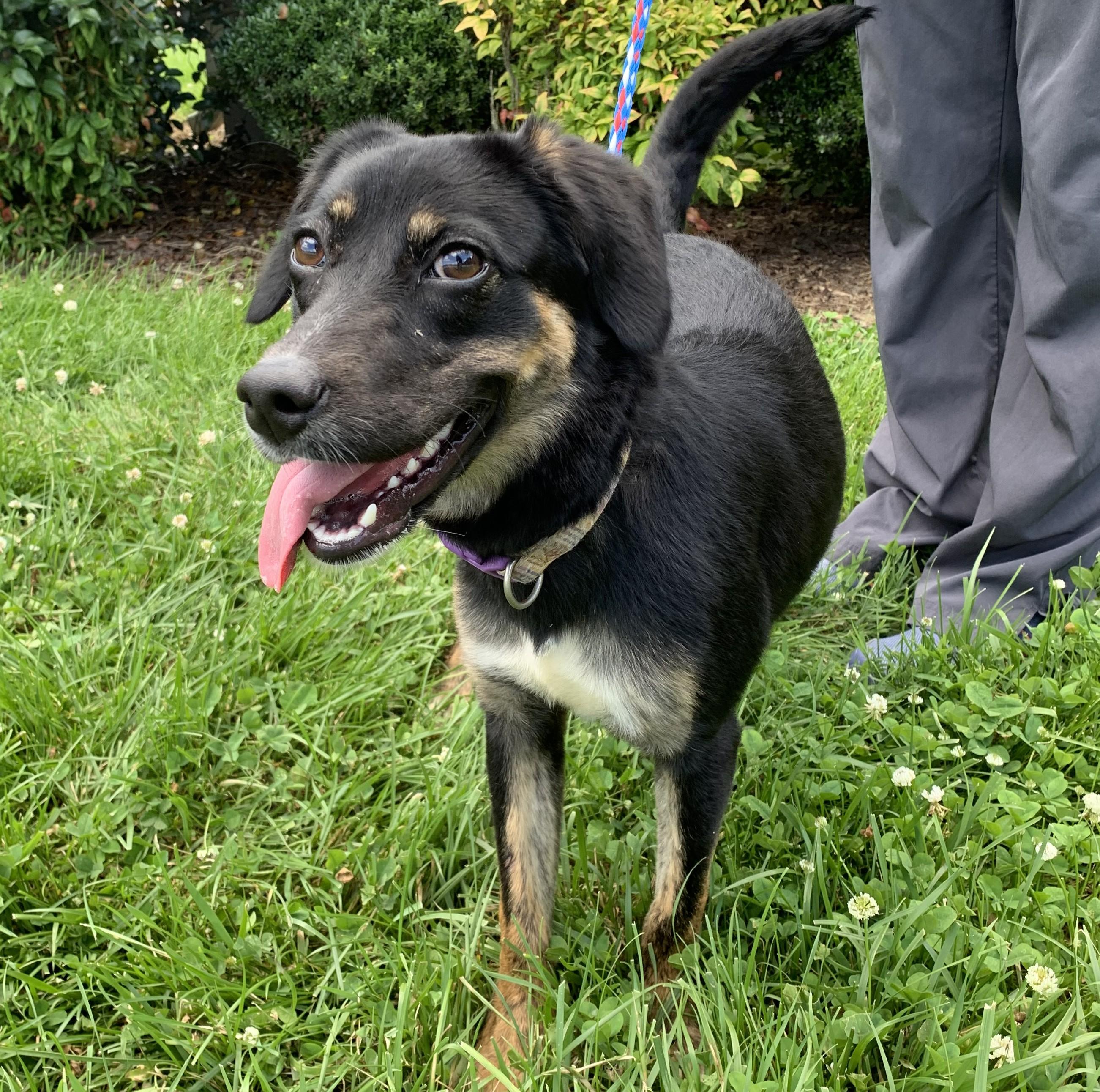 Dog for adoption - Juliana, a Mixed Breed in Dobson, NC | Petfinder