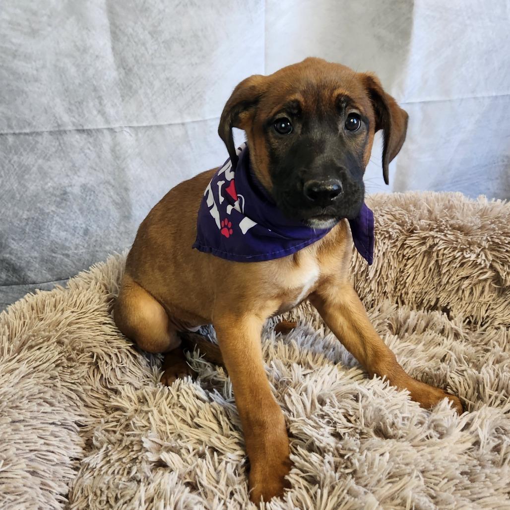 Dog for adoption - Veronica LK, a Boxer & Labrador Retriever Mix in ...