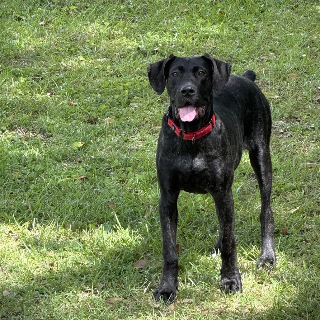 Dog for adoption - Queenie, a Cane Corso & Neapolitan Mastiff Mix in ...