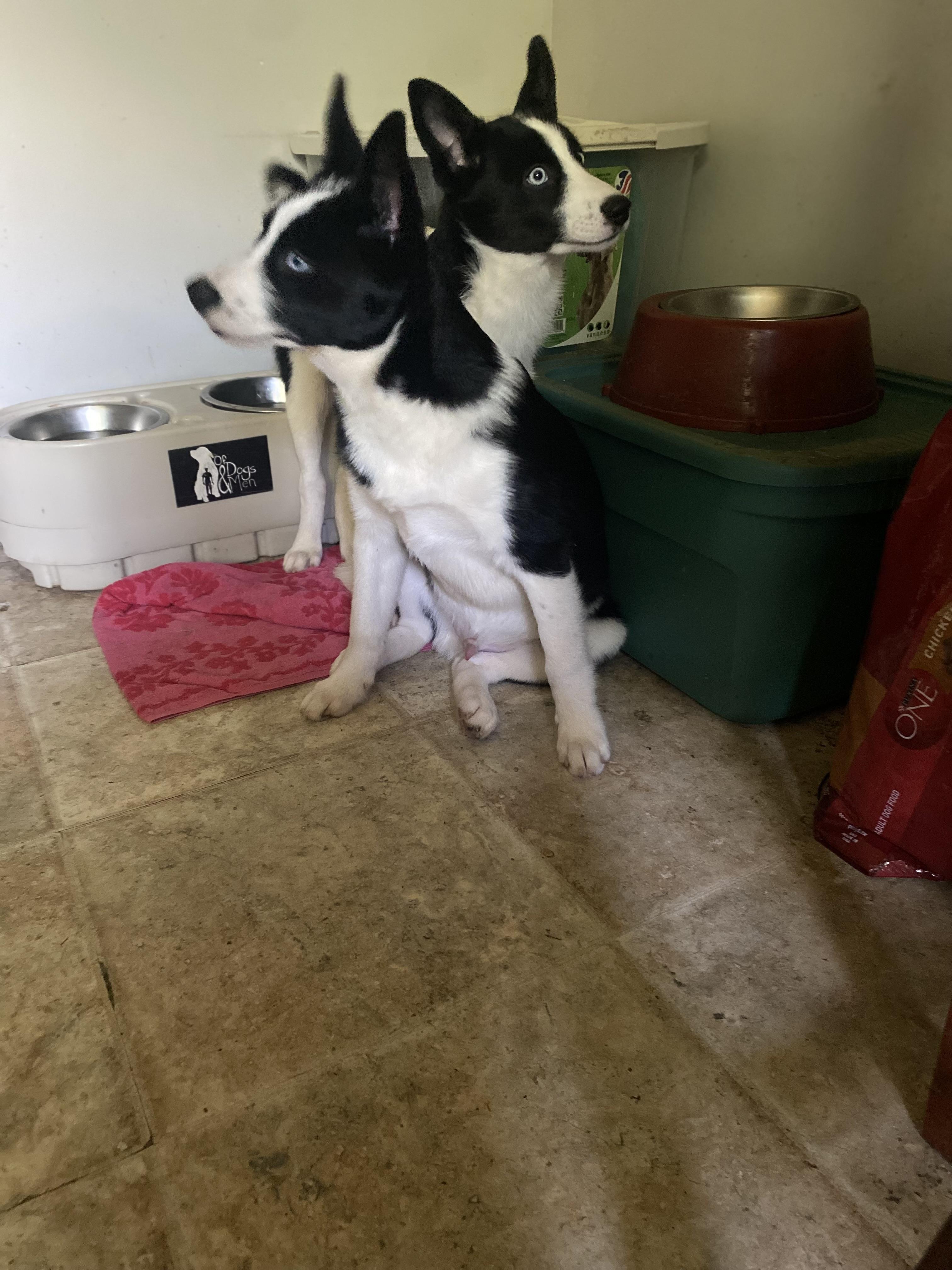 Dog for adoption - Eddie and spaghetti, a Border Collie & Husky Mix in ...