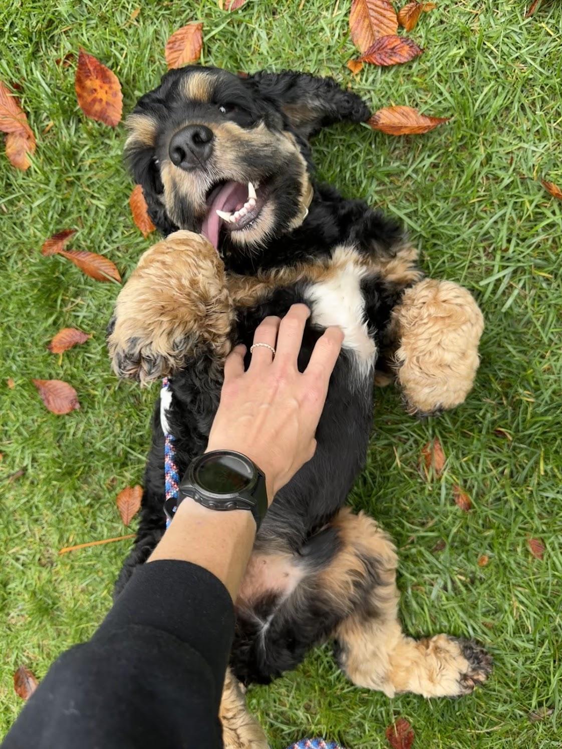 Coco Puff - Adoptable Pet | Petfinder | Petfinder