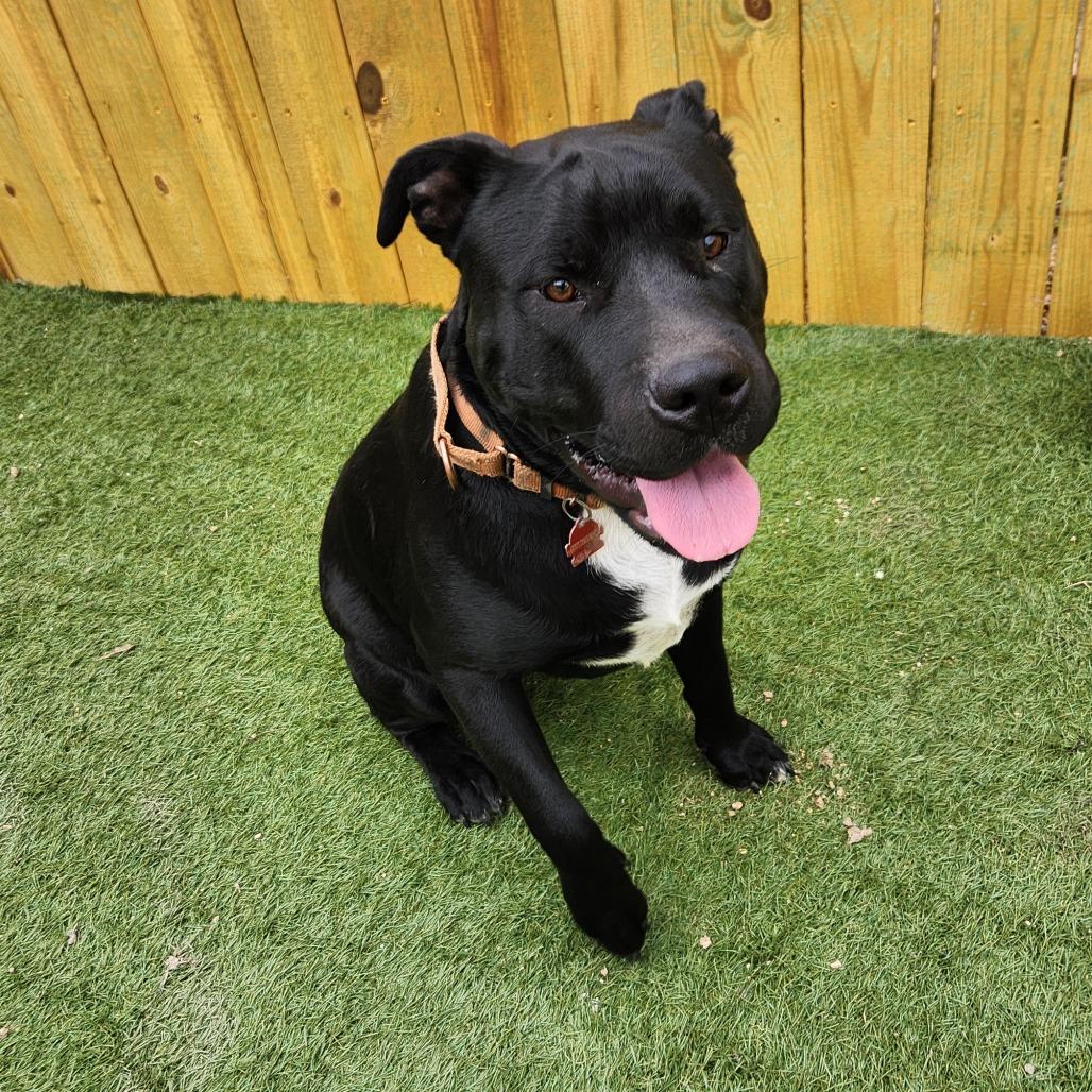 Dog for adoption - Oreo KA, an American Staffordshire Terrier & Shar ...