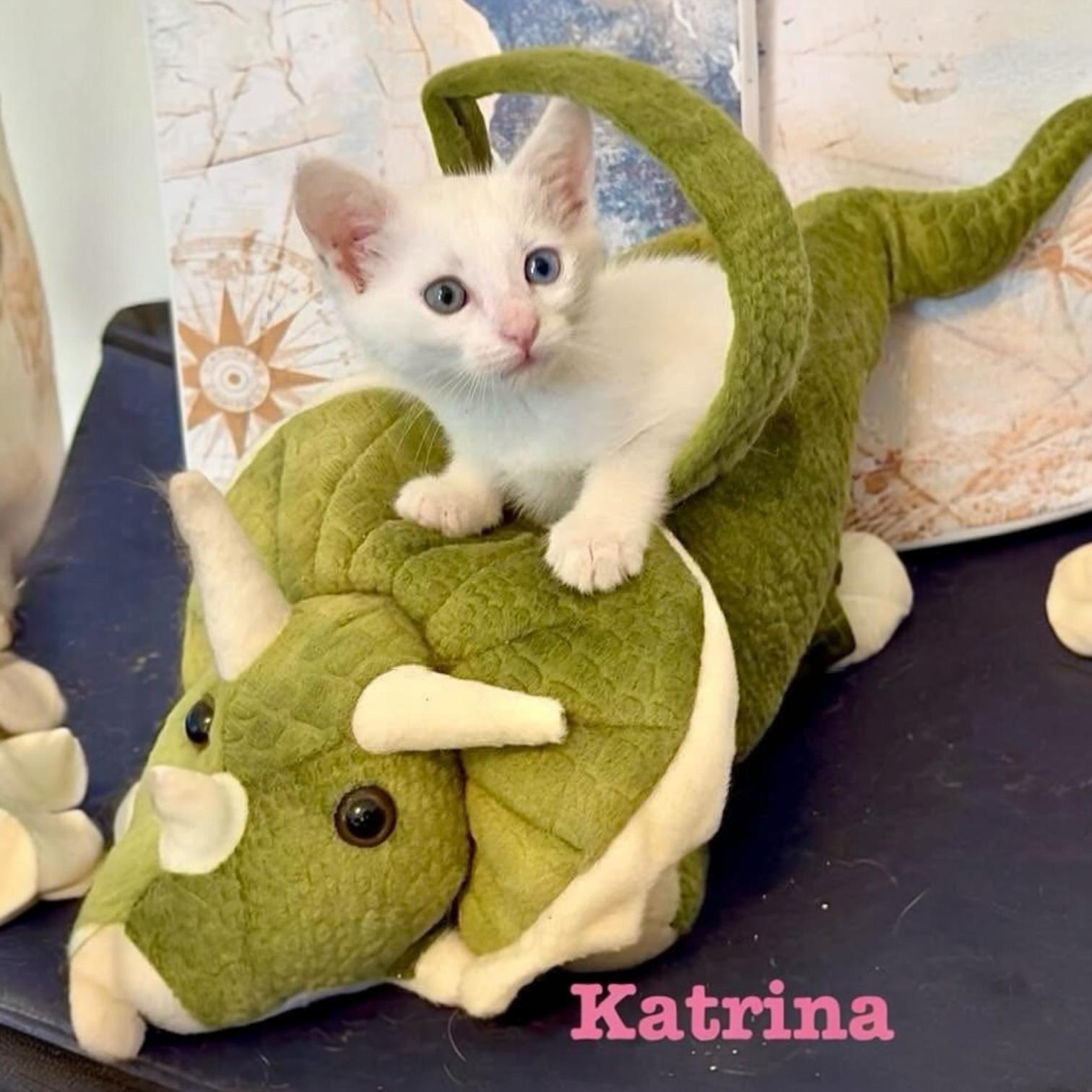 Cat for adoption - Katrina, a Domestic Short Hair & Siamese Mix in ...