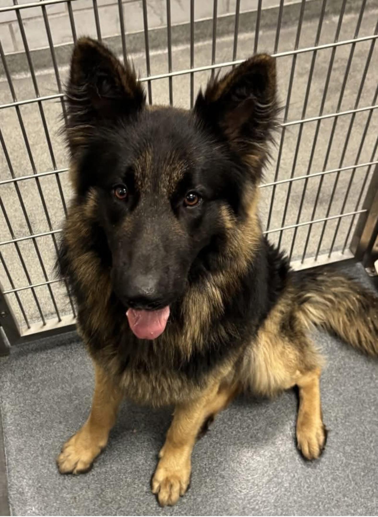 Dog for adoption - Tobias Toby, a German Shepherd Dog in Brookfield, CT ...