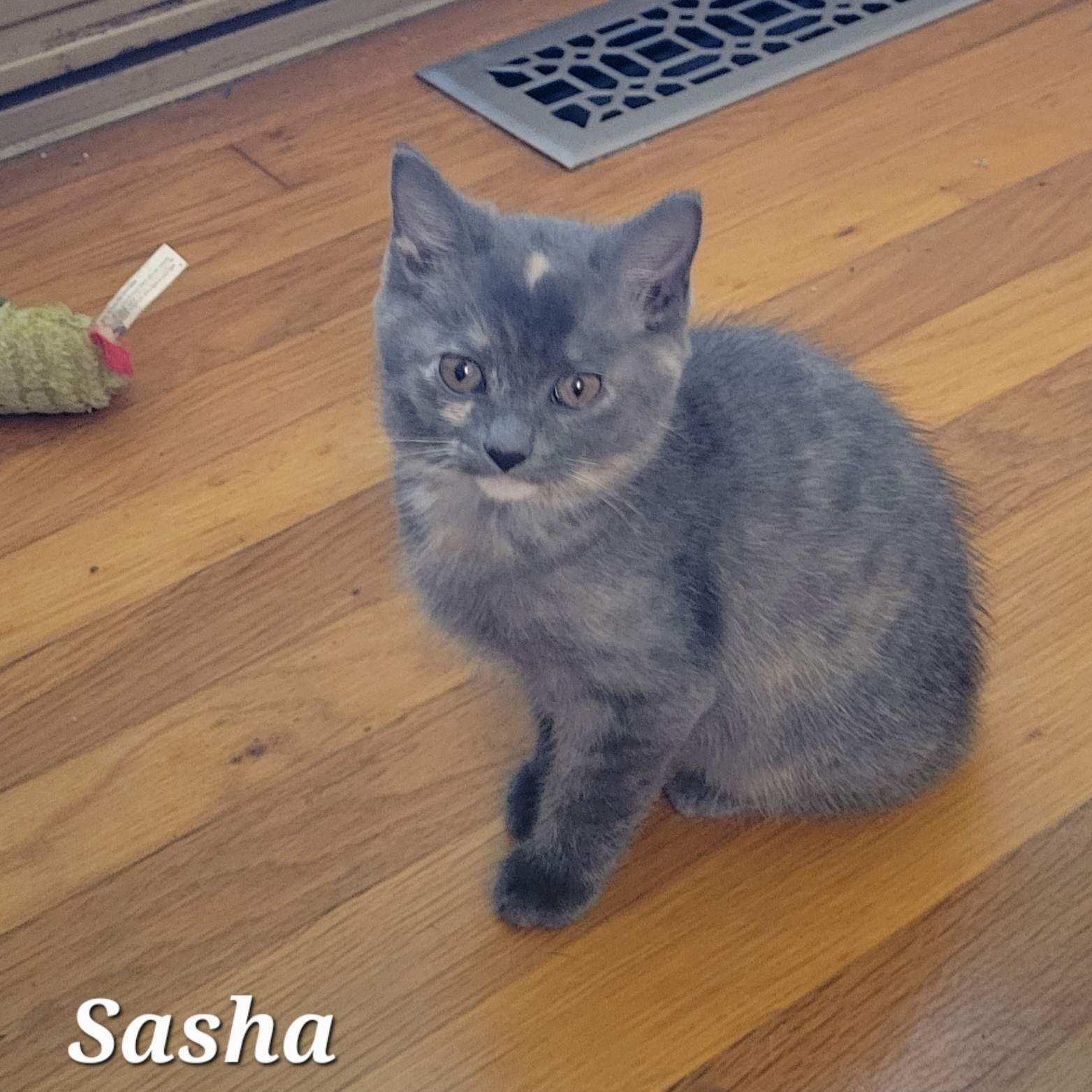 Cat for adoption - Sasha, a Domestic Short Hair in West Jefferson, OH ...