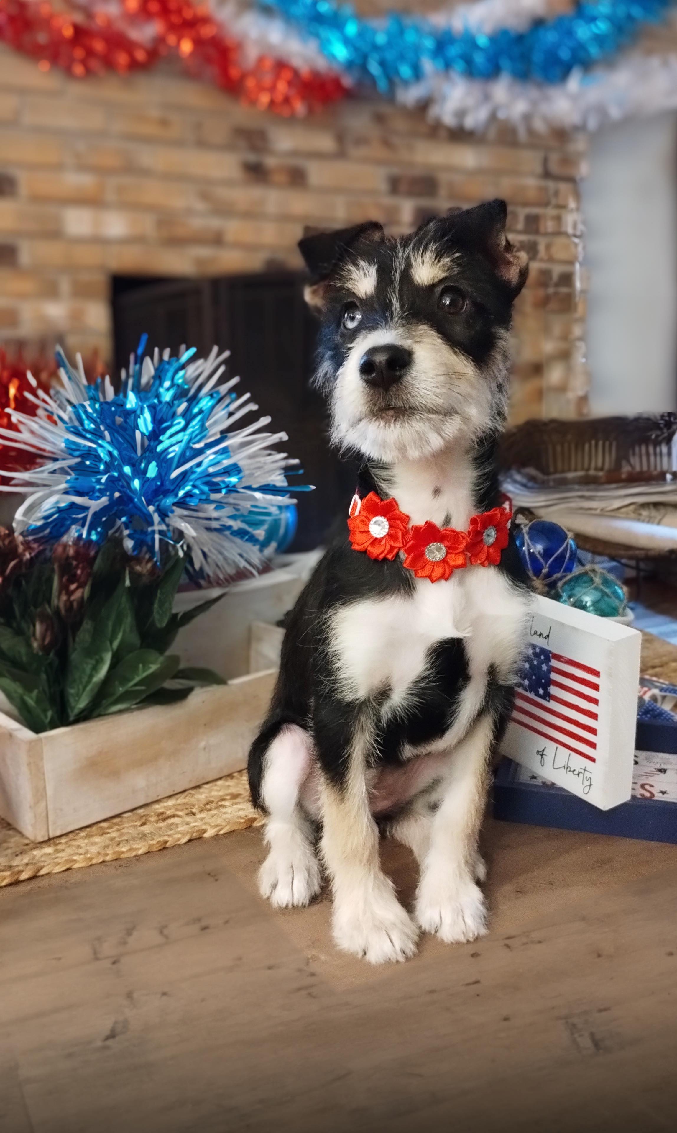 Dog for adoption - Suki, a Border Terrier & Jack Russell Terrier Mix in ...