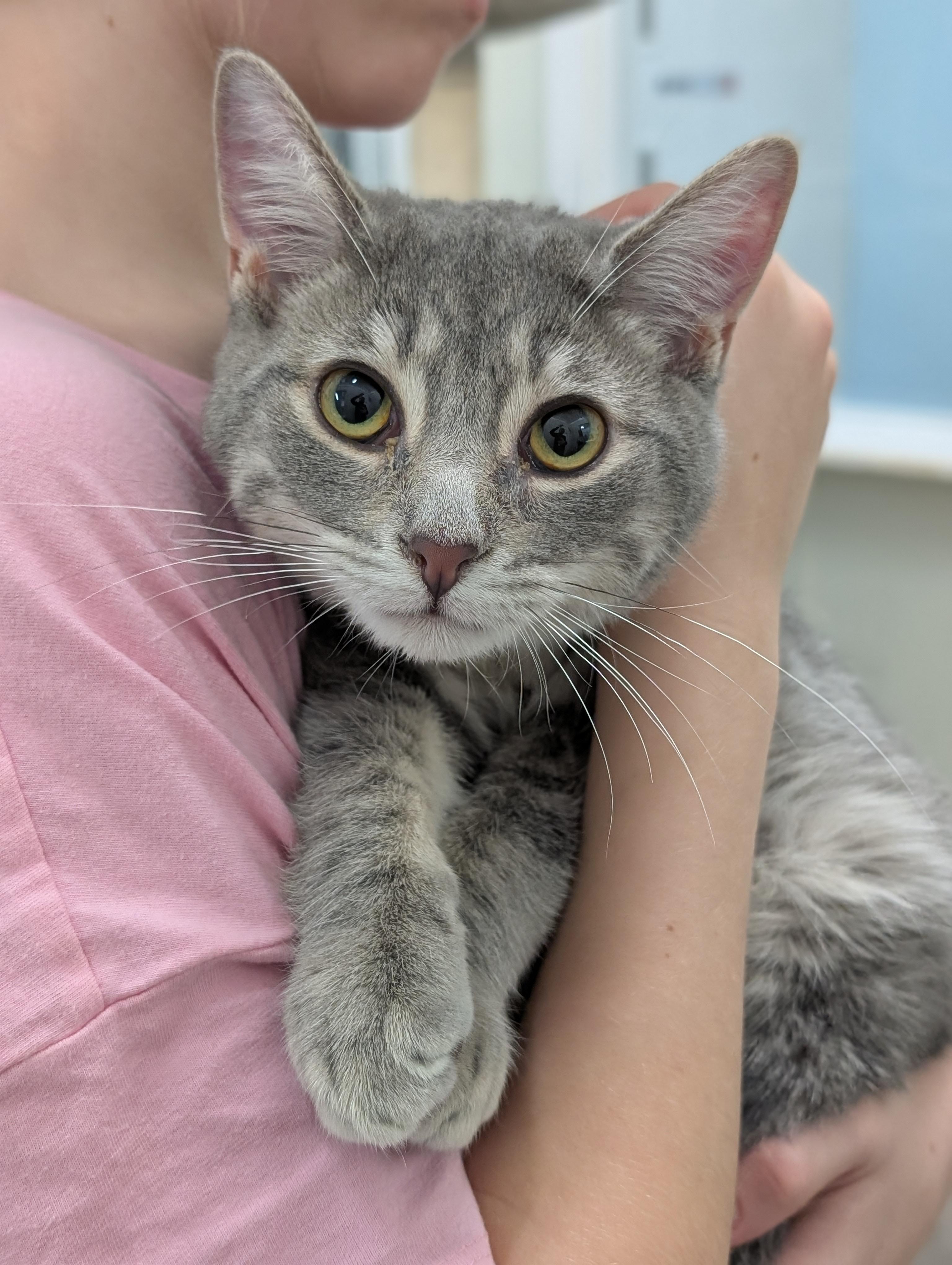 Cat for adoption - Smoke, a Domestic Short Hair in Tilton, IL | Petfinder