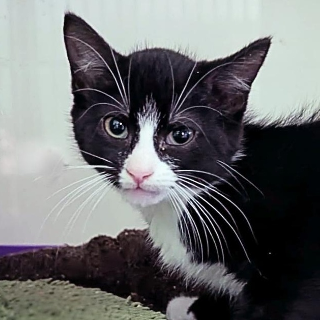 Cat for adoption - Pacha, a Tuxedo in Knox, PA | Petfinder