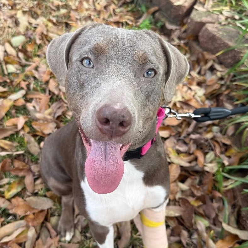 Dog for adoption - Bluebell Blueberry, a Pit Bull Terrier & Labrador ...